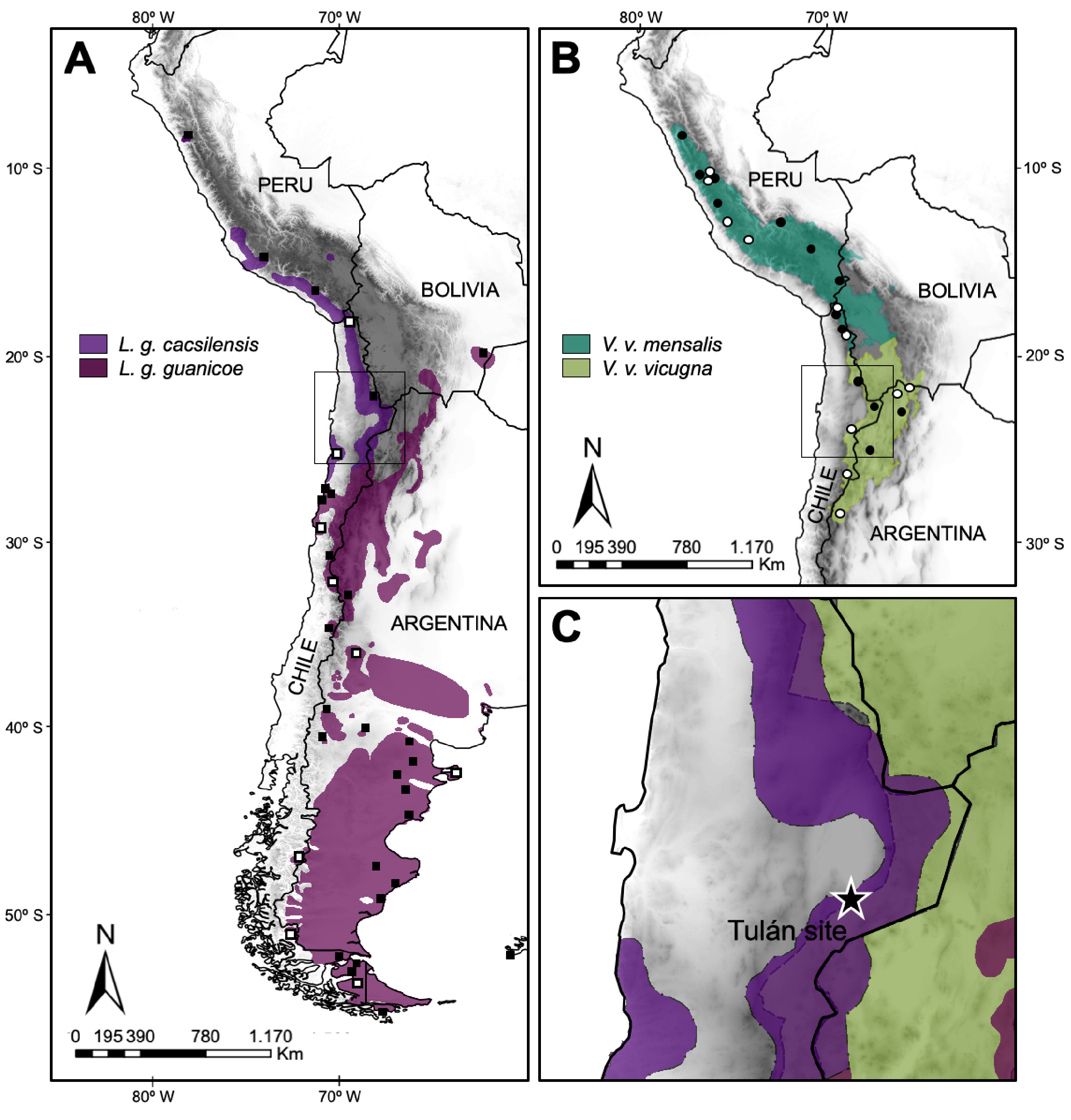 Ancient DNA reveals the lost domestication history of South American ...