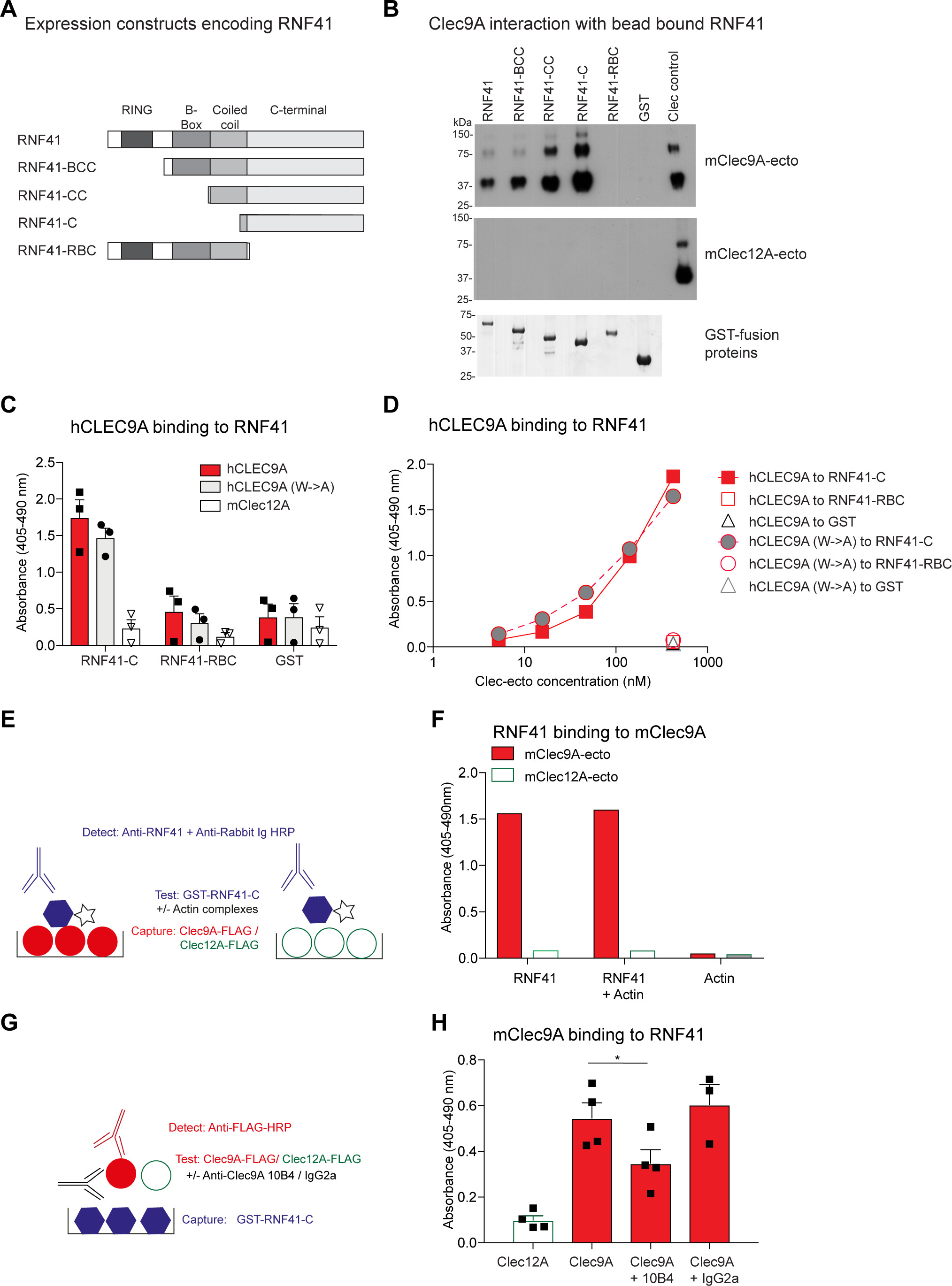 RNF41 regulates the damage recognition receptor Clec9A and antigen ...