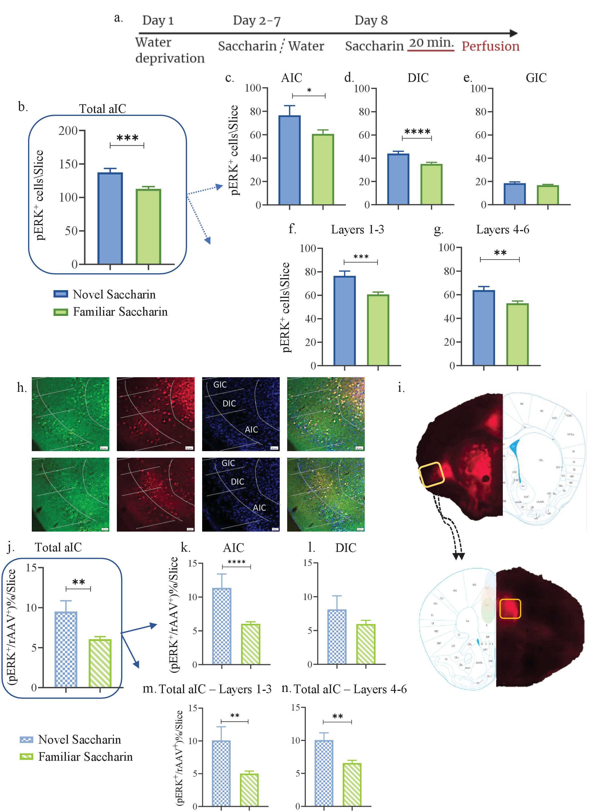 Insula to mPFC reciprocal connectivity differentially underlies novel ...
