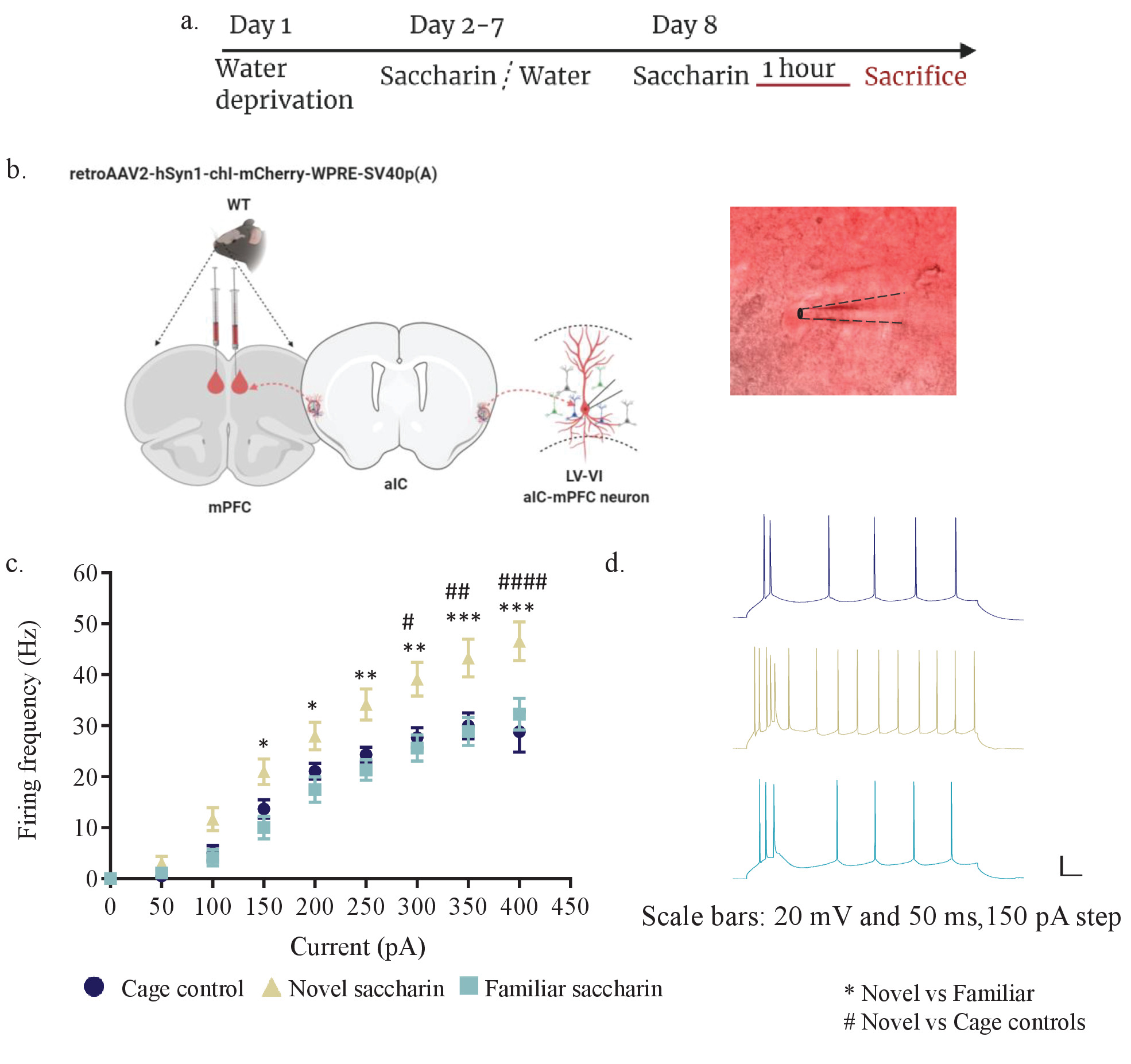 Insula to mPFC reciprocal connectivity differentially underlies novel ...