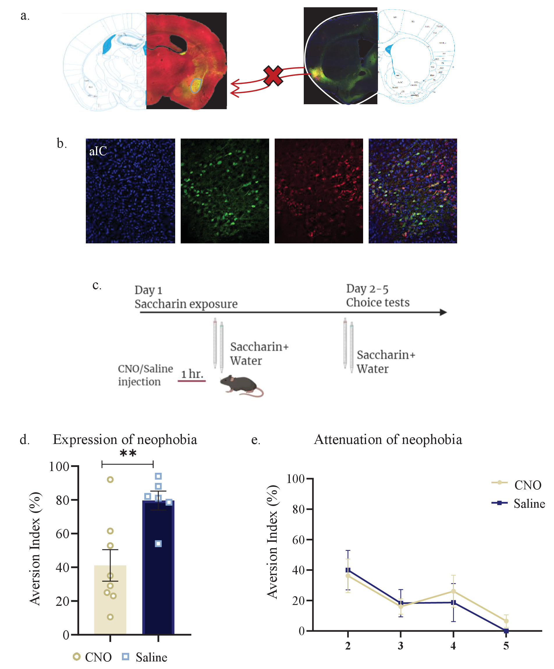 Insula to mPFC reciprocal connectivity differentially underlies novel ...