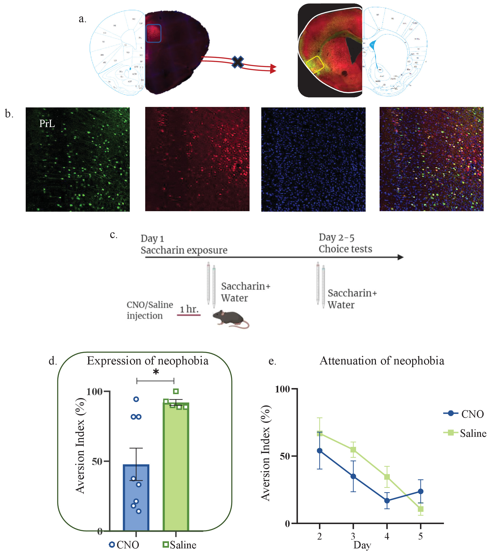 Insula to mPFC reciprocal connectivity differentially underlies novel ...