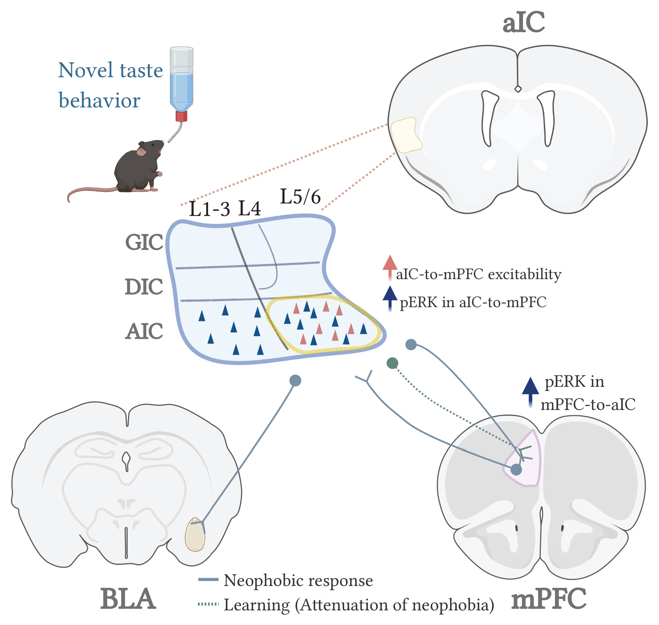 Insula to mPFC reciprocal connectivity differentially underlies novel ...