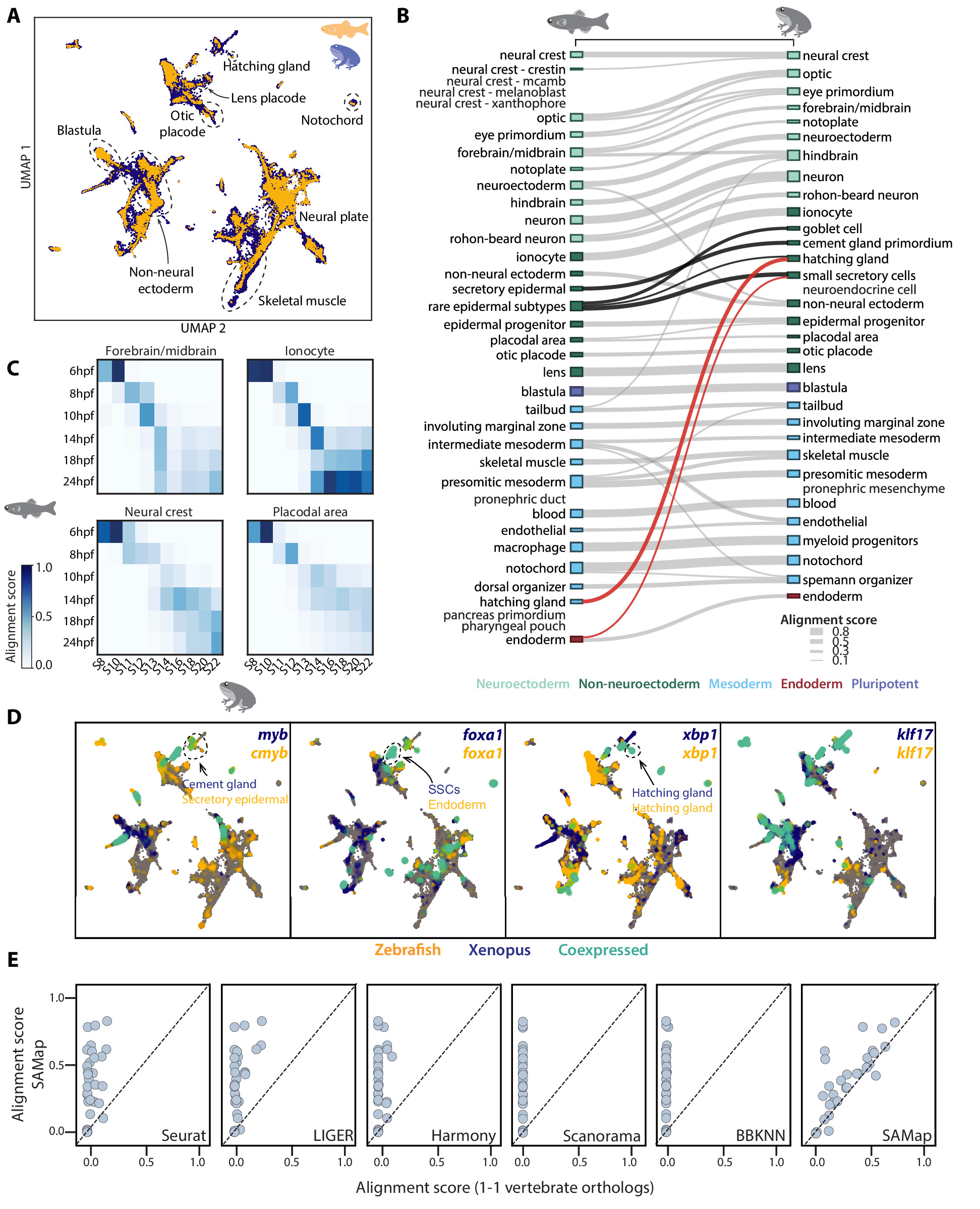 Mapping single-cell atlases throughout Metazoa unravels cell type ...