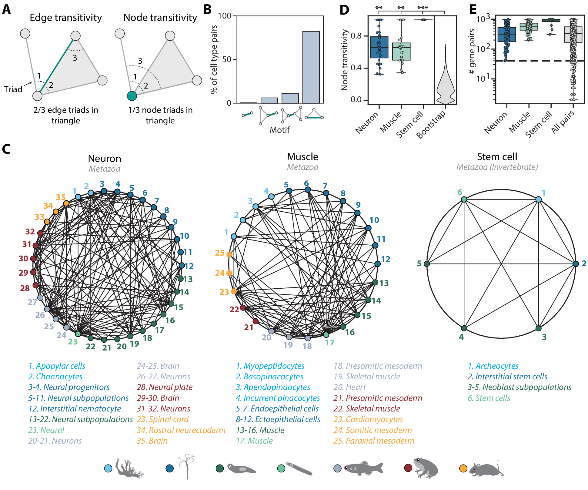 Mapping single-cell atlases throughout Metazoa unravels cell type ...