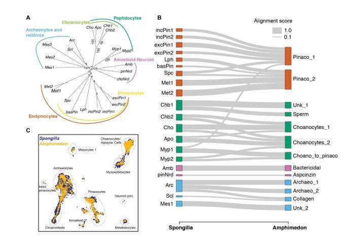 Mapping single-cell atlases throughout Metazoa unravels cell type ...
