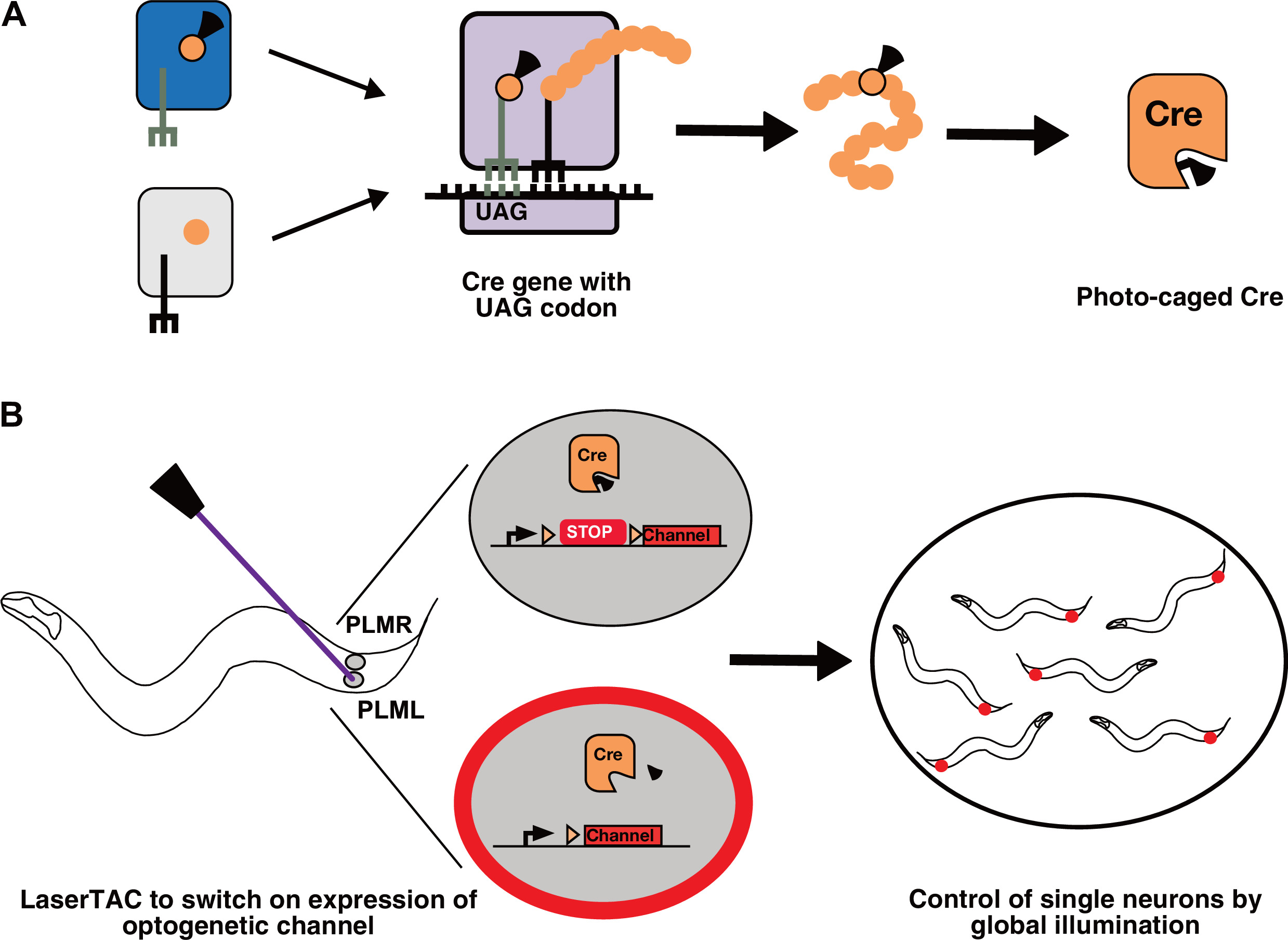 Precise optical control of gene expression in C elegans using improved ...