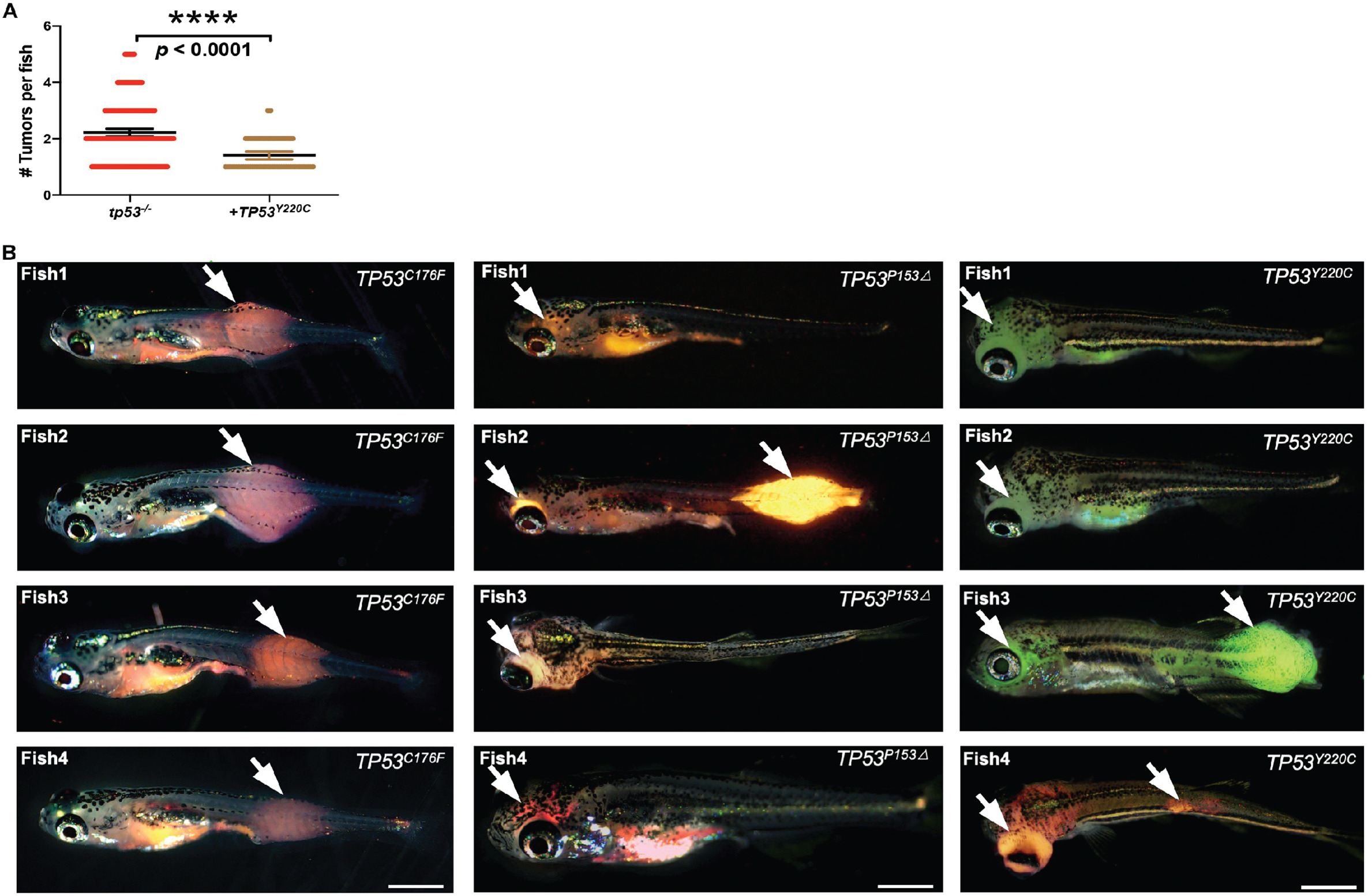 Defining function of wild-type and three patient-specific TP53 ...