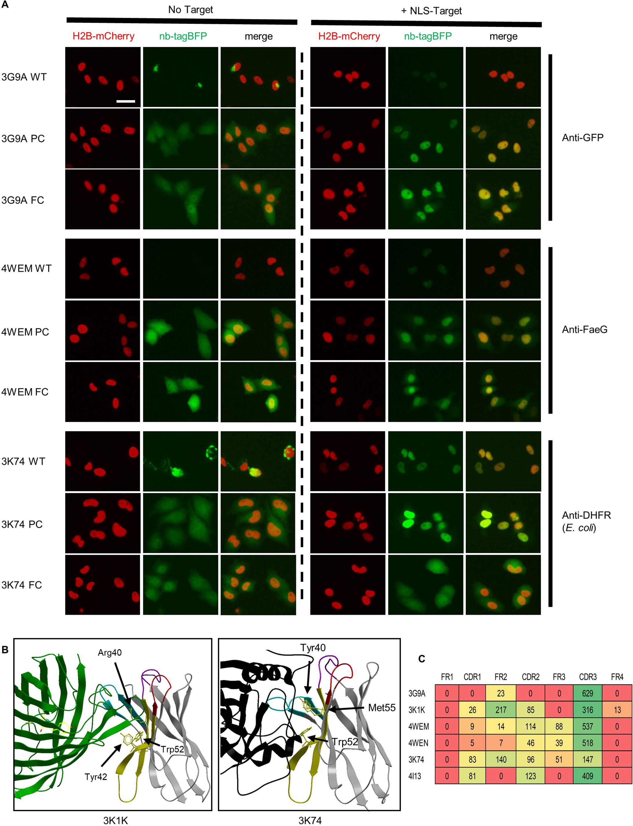 A general approach for stabilizing nanobodies for intracellular ...