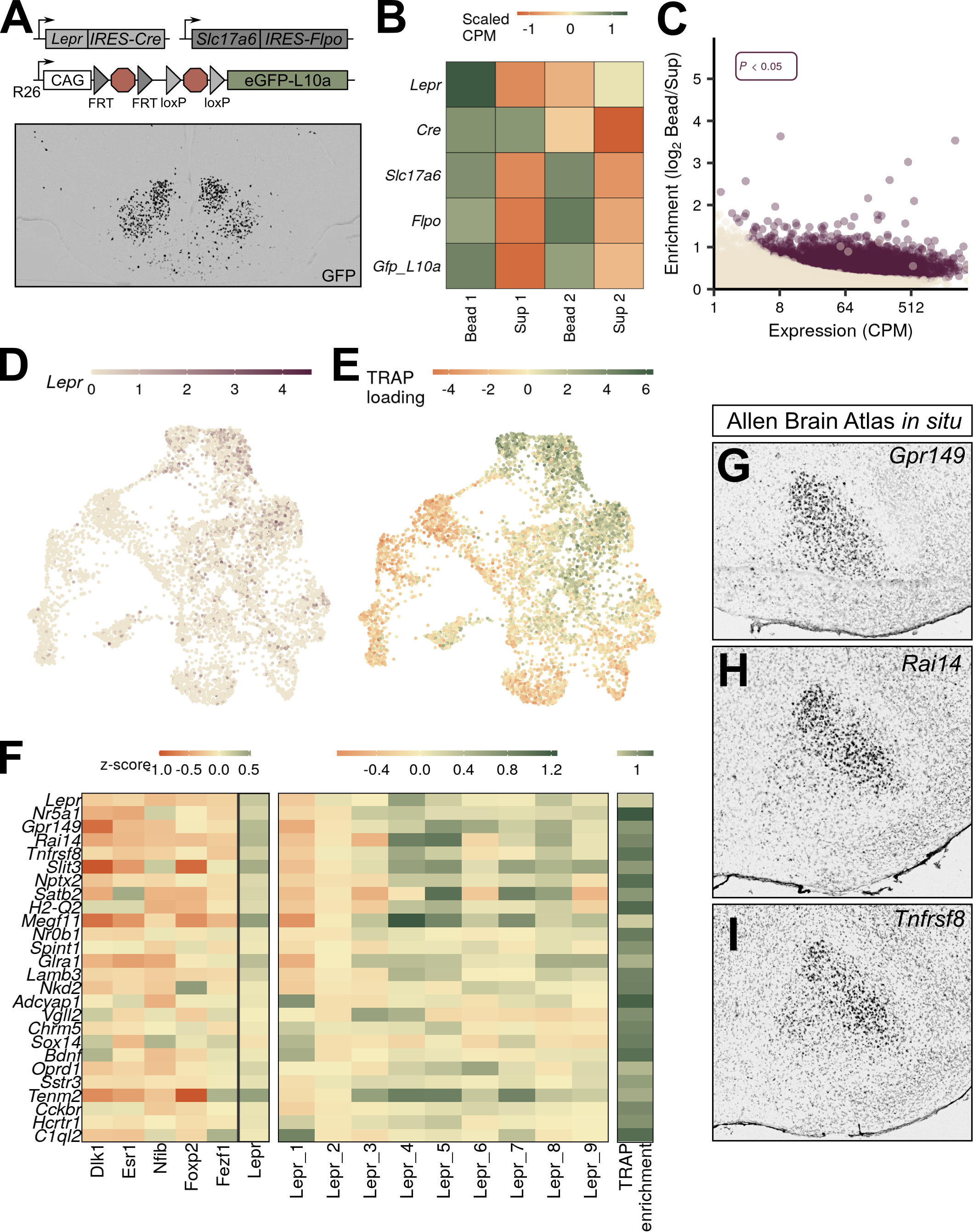 Cross-species analysis defines the conservation of anatomically ...