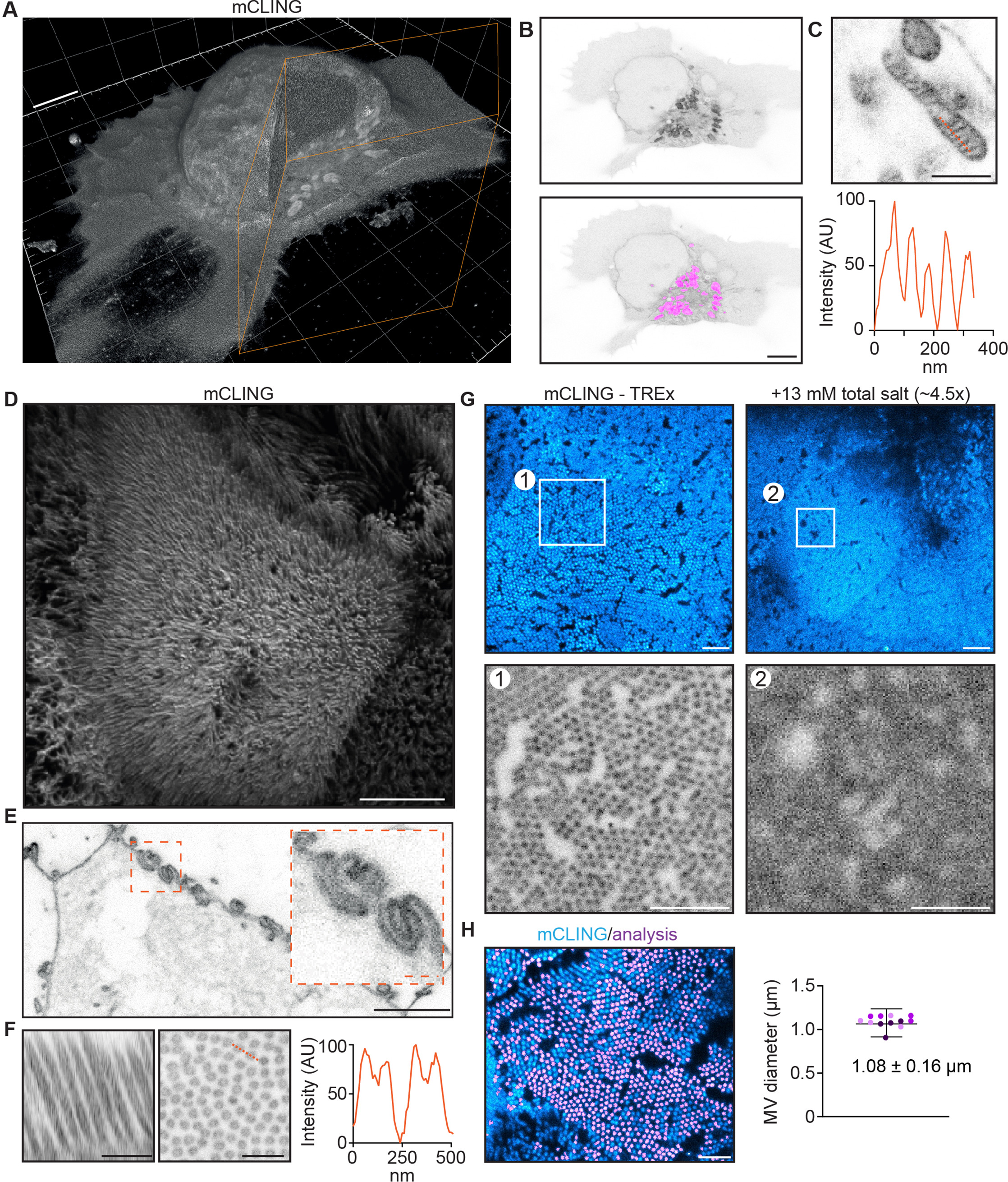 Visualizing cellular and tissue ultrastructure using Ten-fold Robust ...