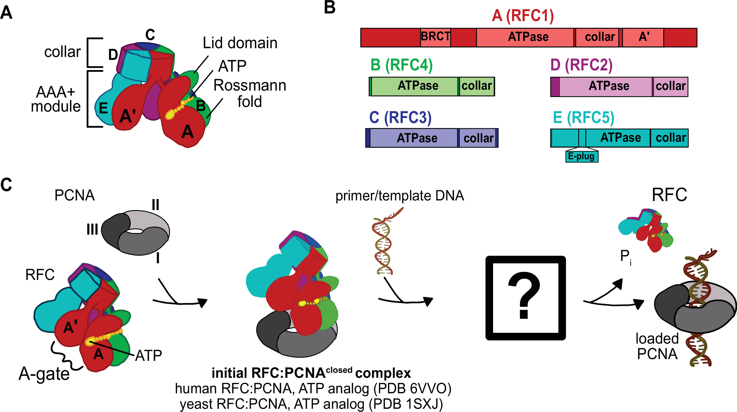 Cryo-EM structures reveal high-resolution mechanism of a DNA polymerase ...