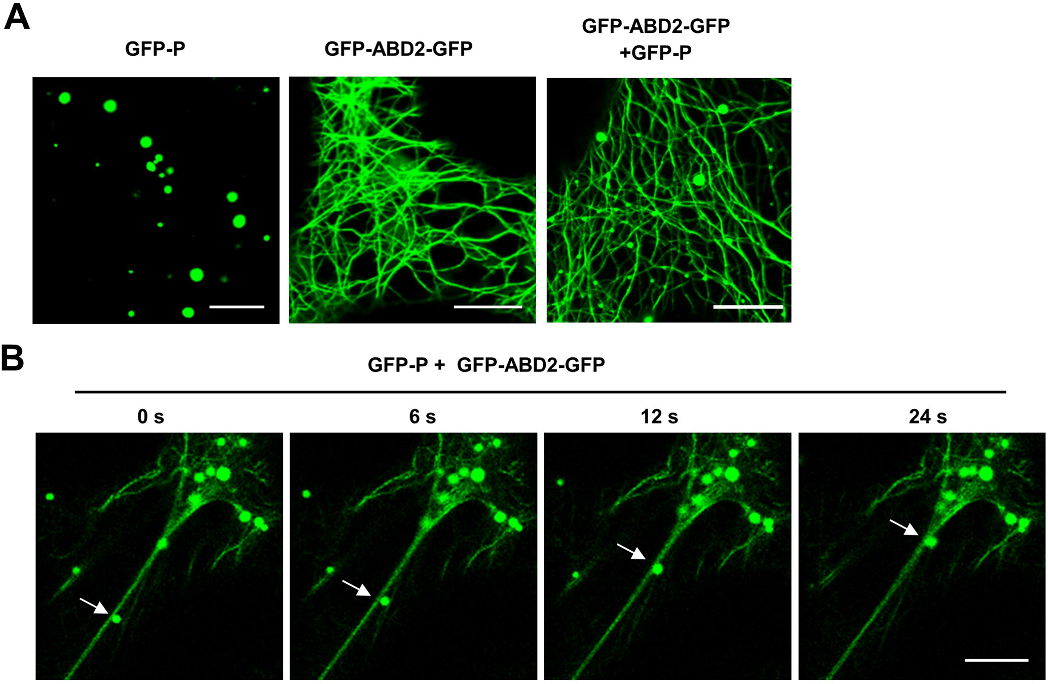 Host casein kinase 1-mediated phosphorylation modulates phase ...