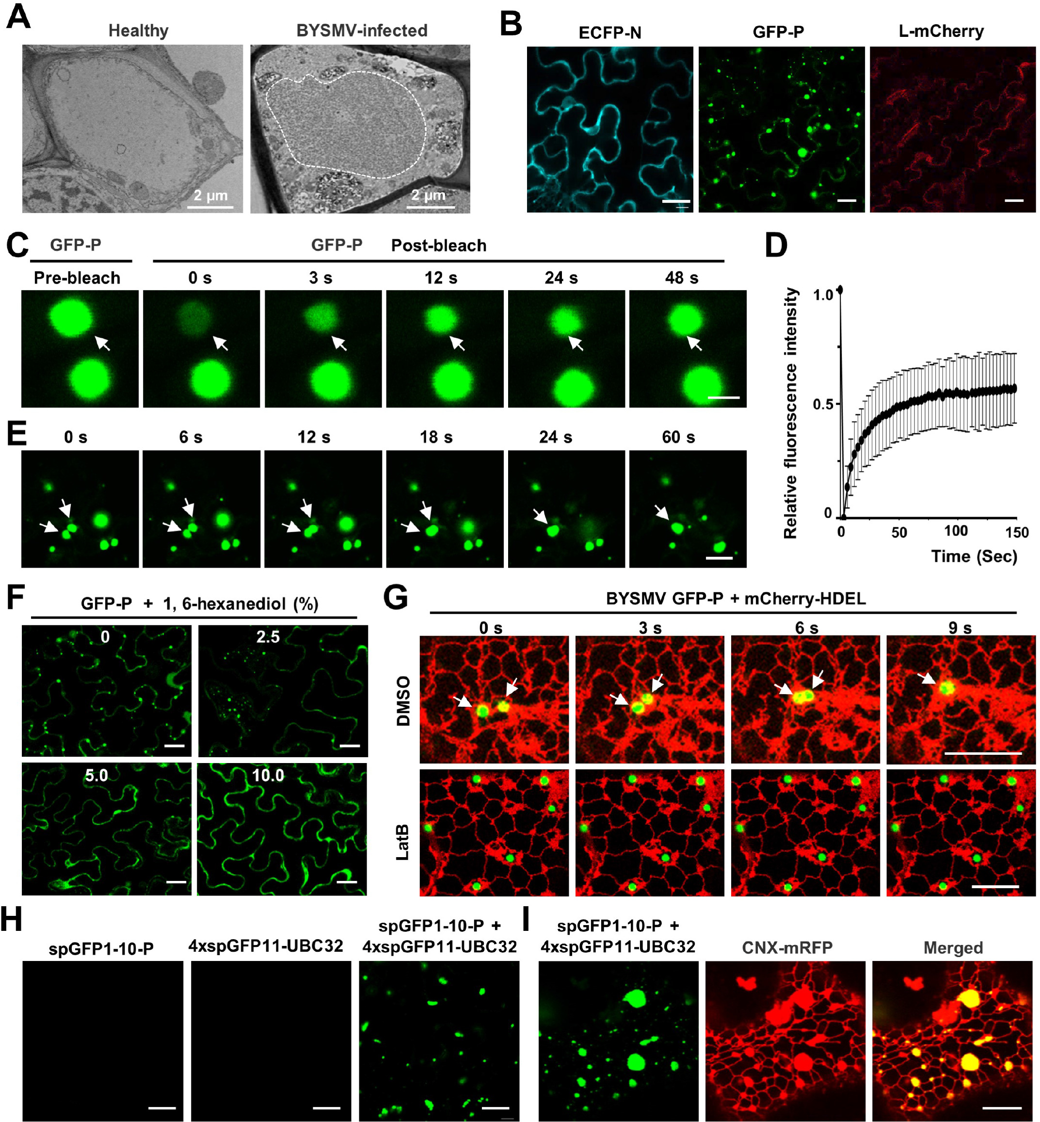 Host casein kinase 1-mediated phosphorylation modulates phase ...