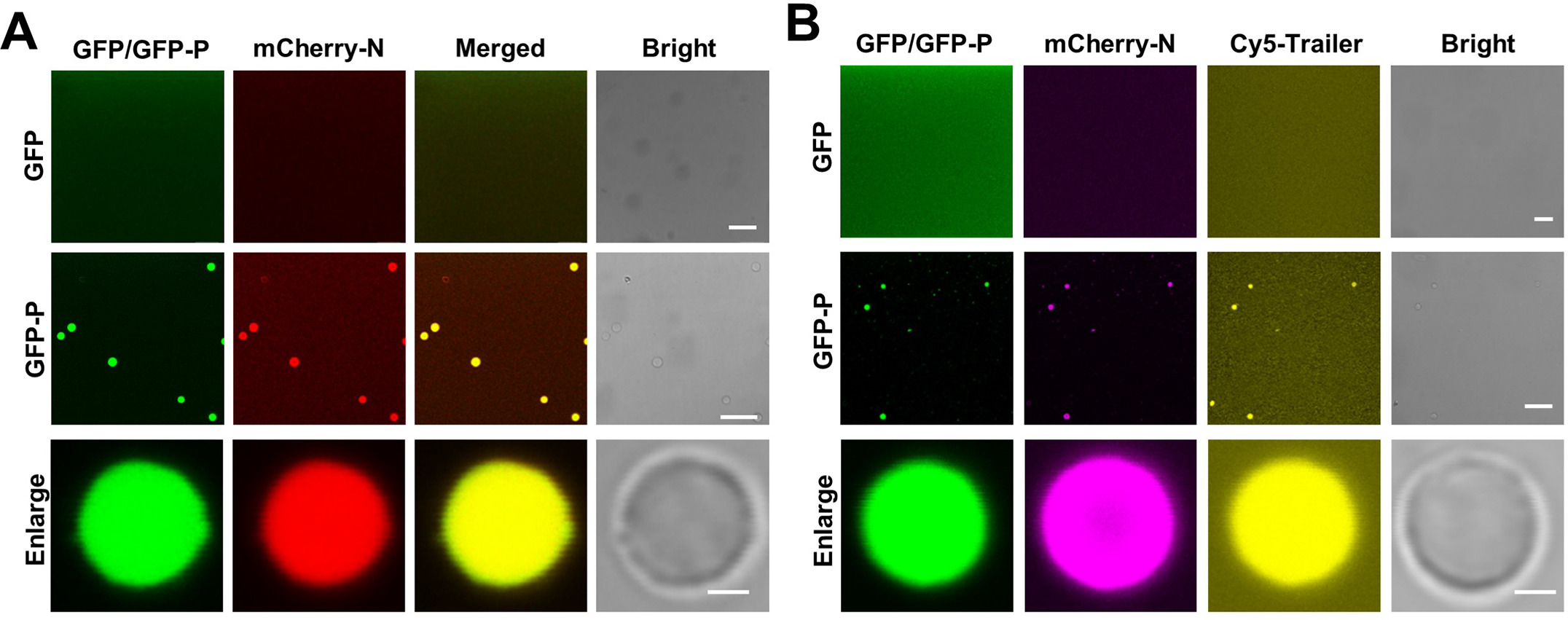 Host casein kinase 1-mediated phosphorylation modulates phase ...