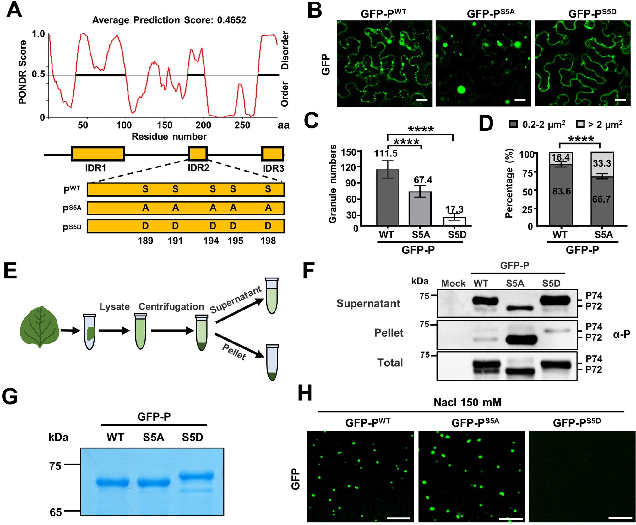 Host casein kinase 1-mediated phosphorylation modulates phase ...