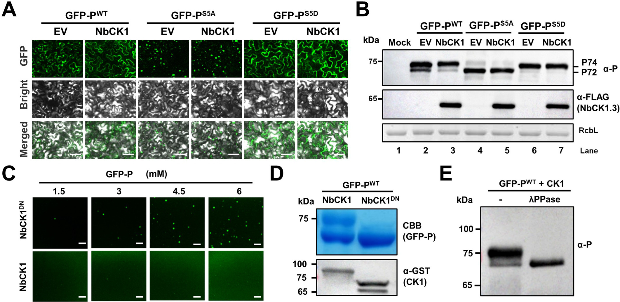 Host casein kinase 1-mediated phosphorylation modulates phase ...