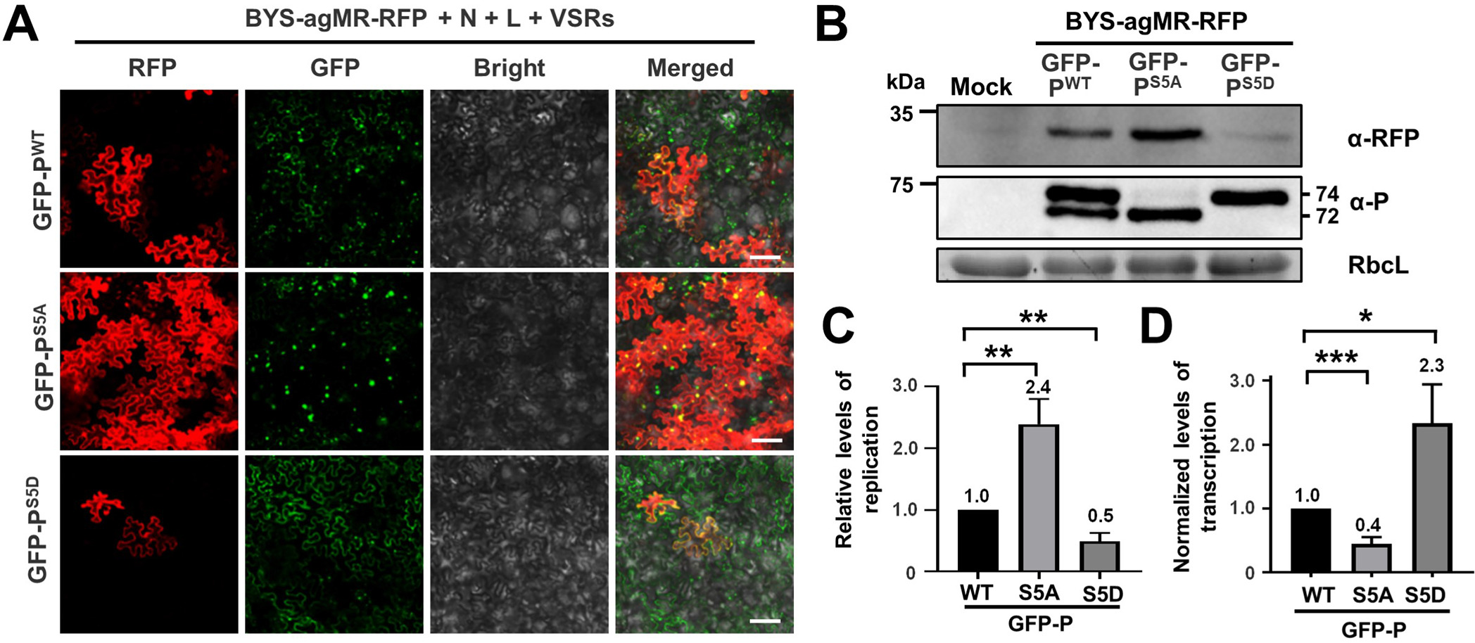 Host casein kinase 1-mediated phosphorylation modulates phase ...