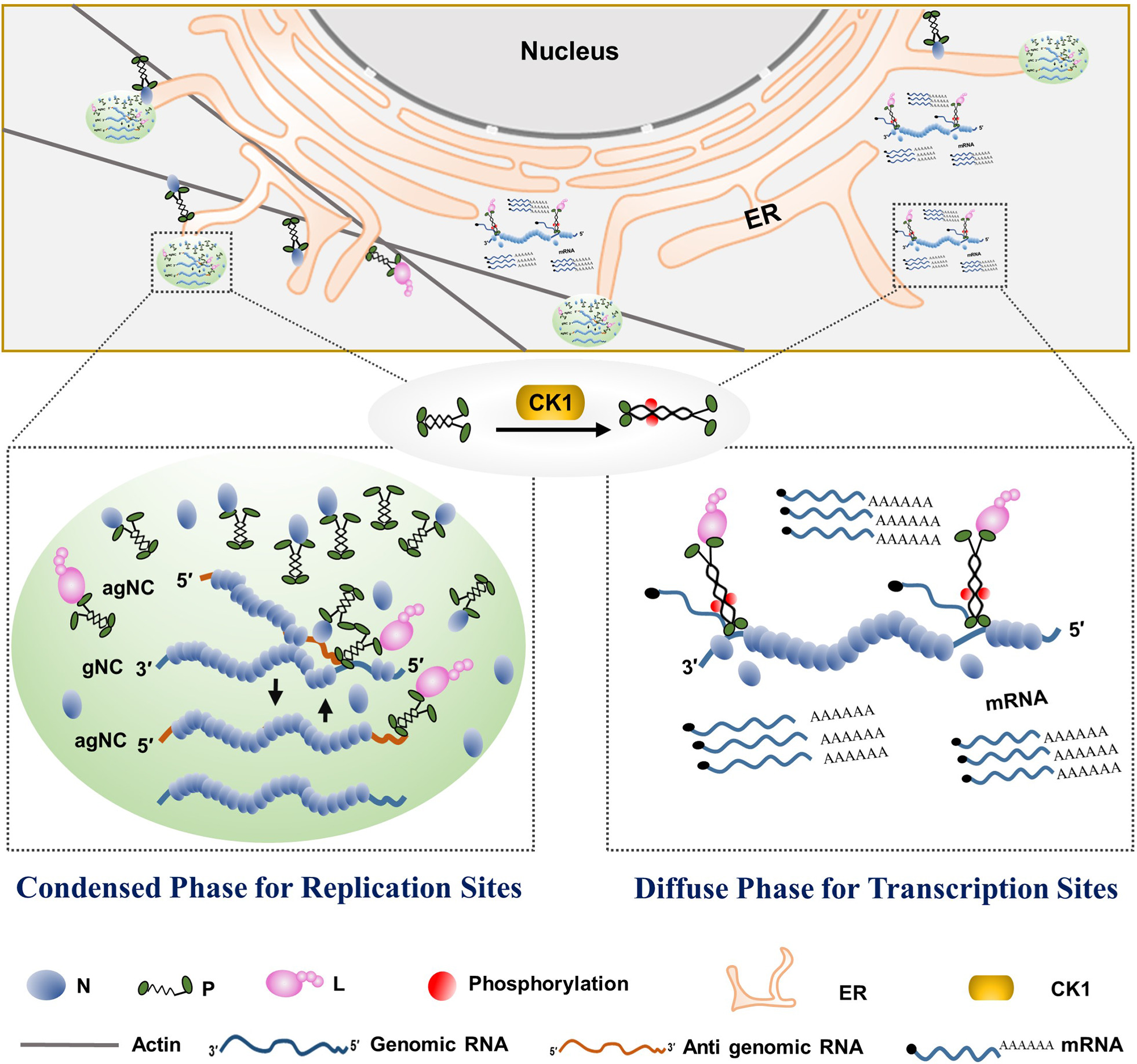 Host casein kinase 1-mediated phosphorylation modulates phase ...