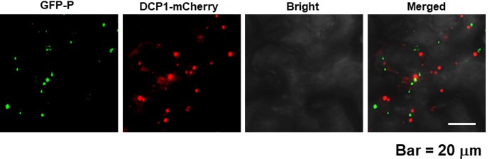 Host casein kinase 1-mediated phosphorylation modulates phase ...