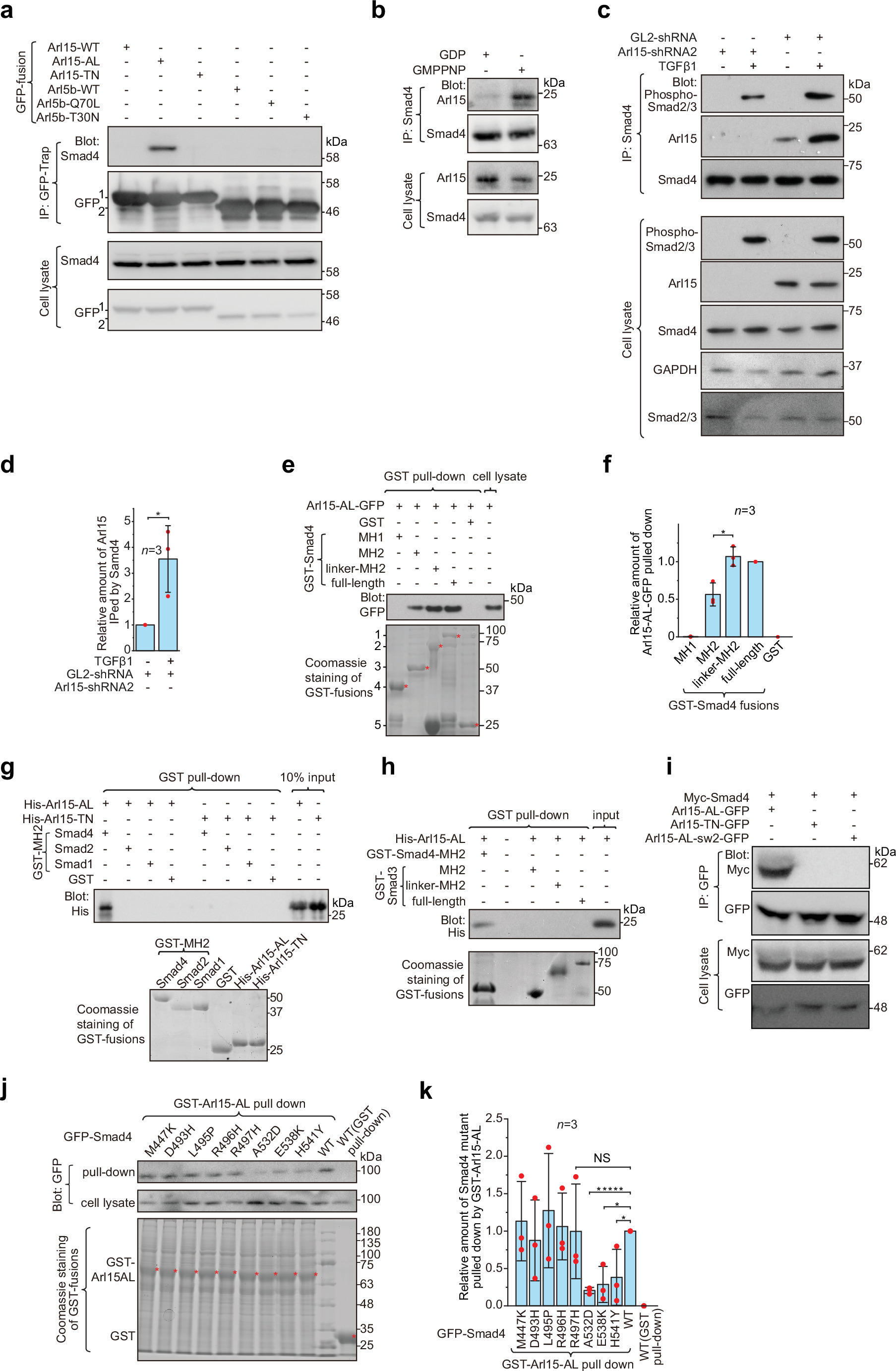 Arl15 upregulates the TGFβ family signaling by promoting the assembly ...