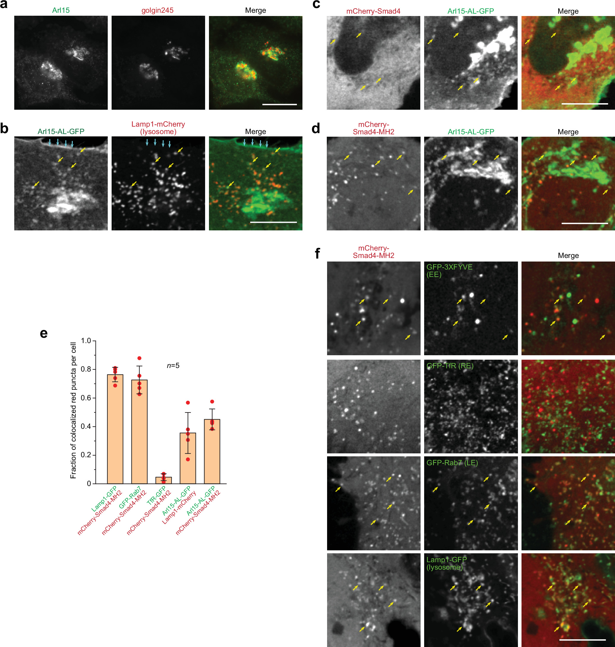 Arl15 upregulates the TGFβ family signaling by promoting the assembly ...