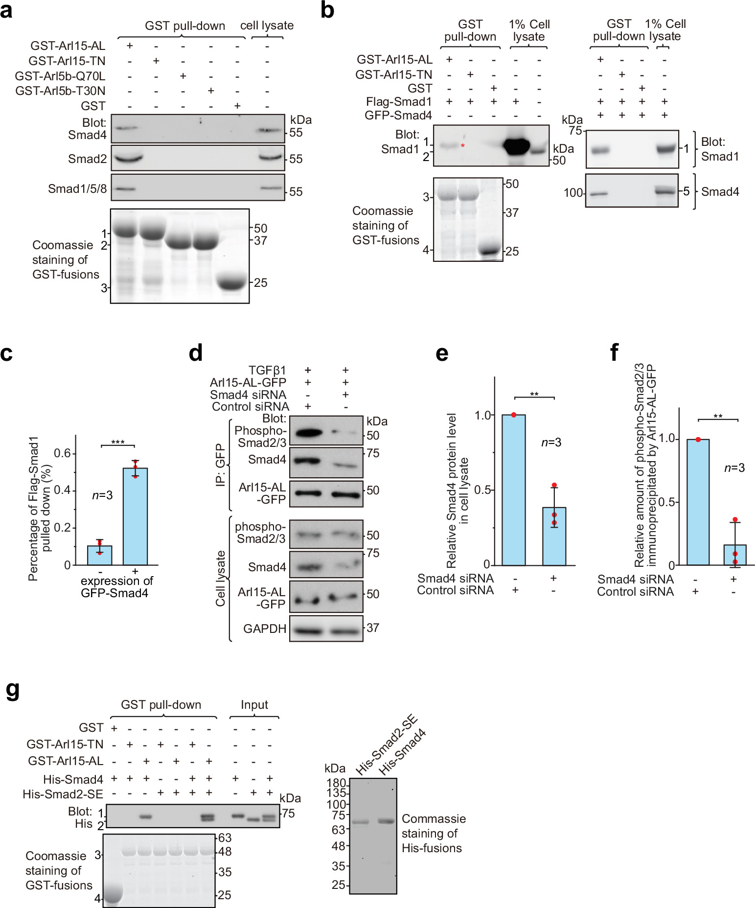 Arl15 upregulates the TGFβ family signaling by promoting the assembly ...