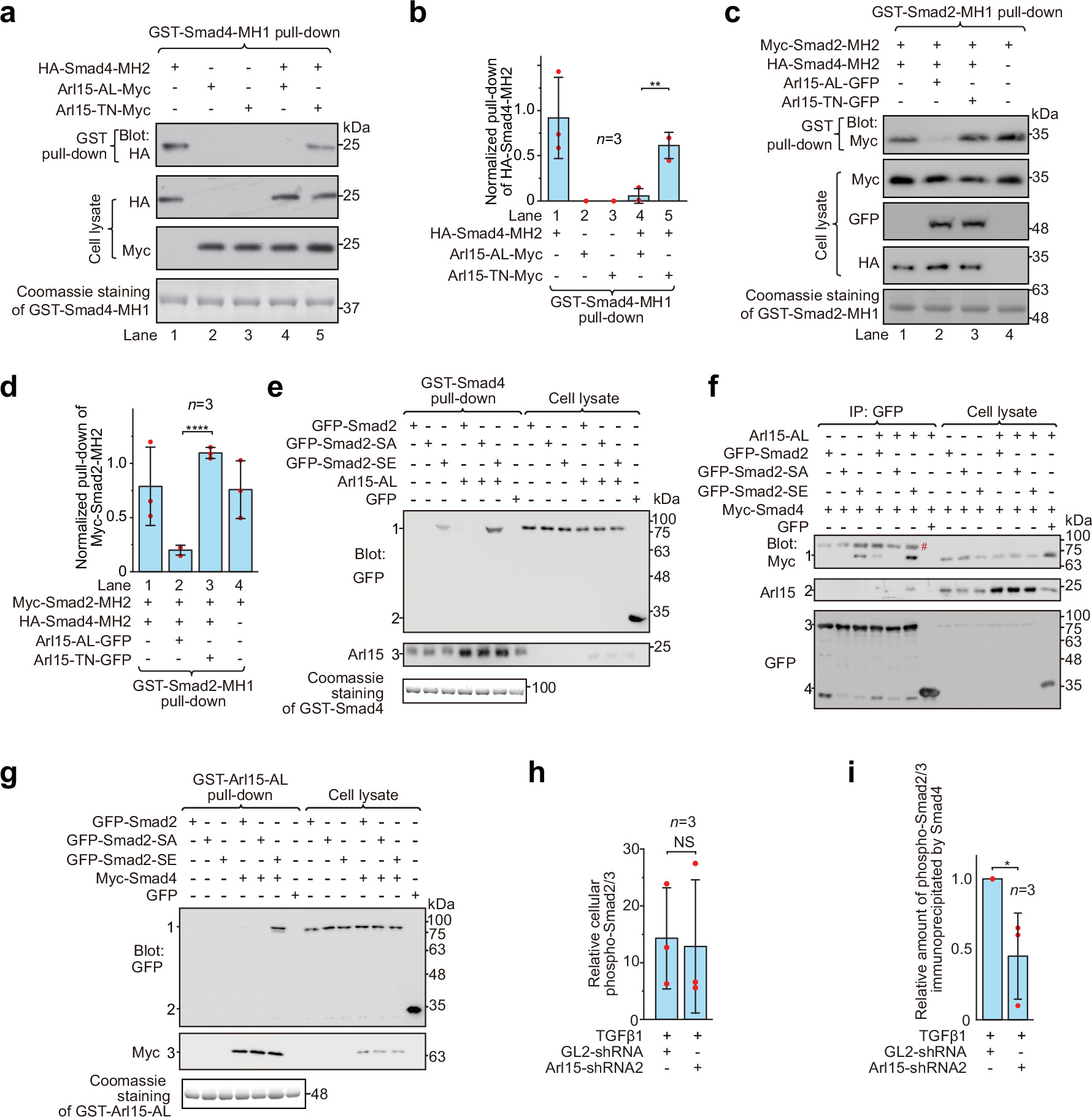 Arl15 upregulates the TGFβ family signaling by promoting the assembly ...