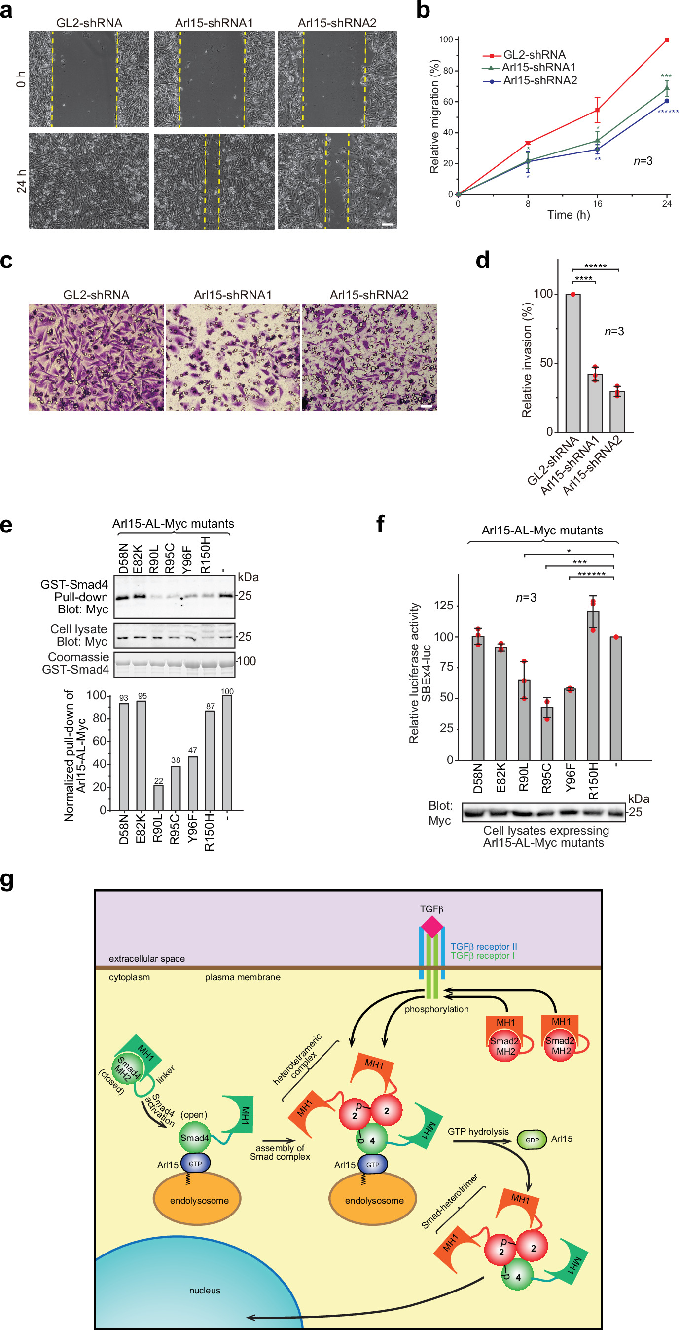 Arl15 upregulates the TGFβ family signaling by promoting the assembly ...