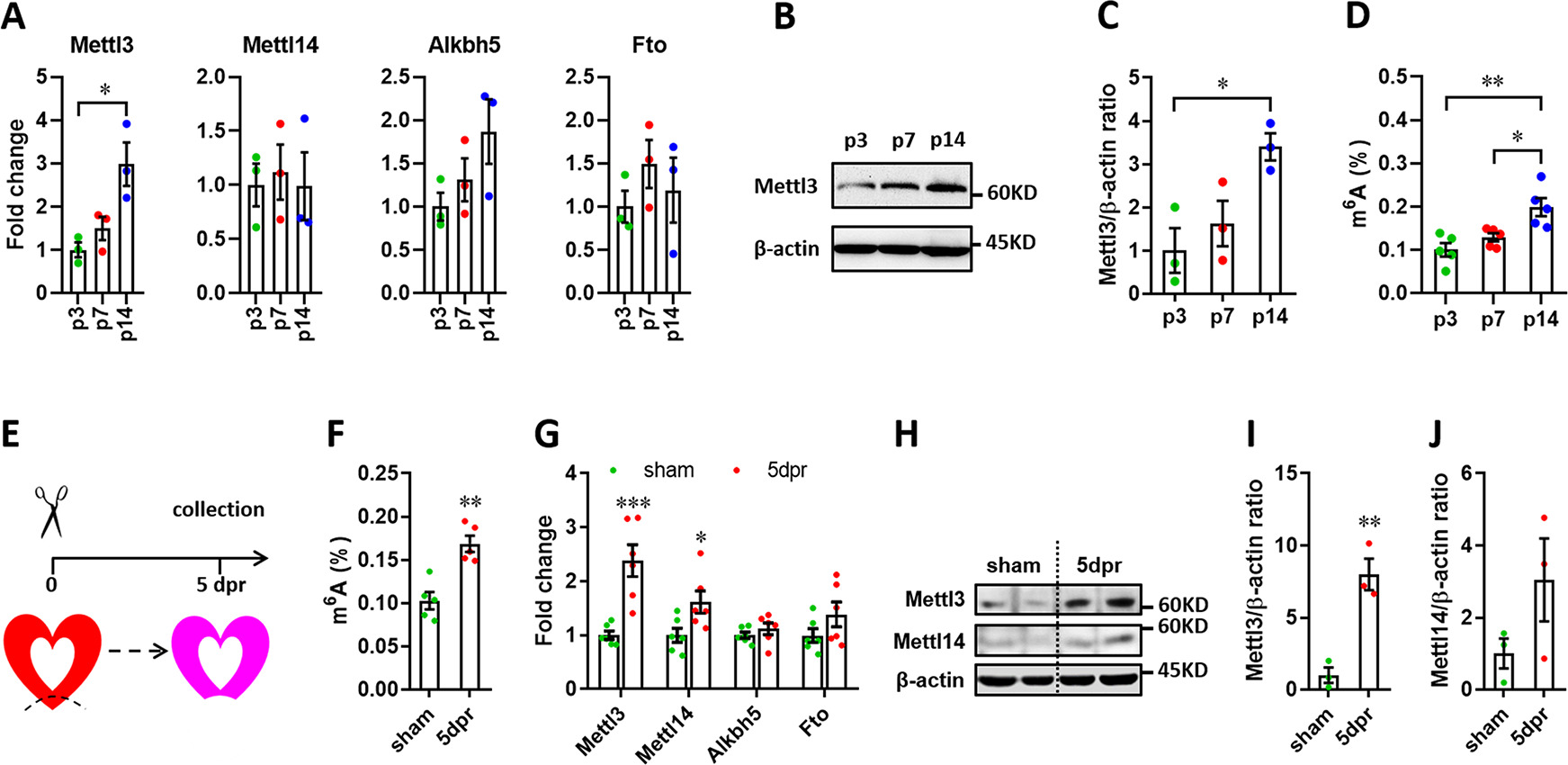 Mettl3-mediated m6A modification of Fgf16 restricts cardiomyocyte ...