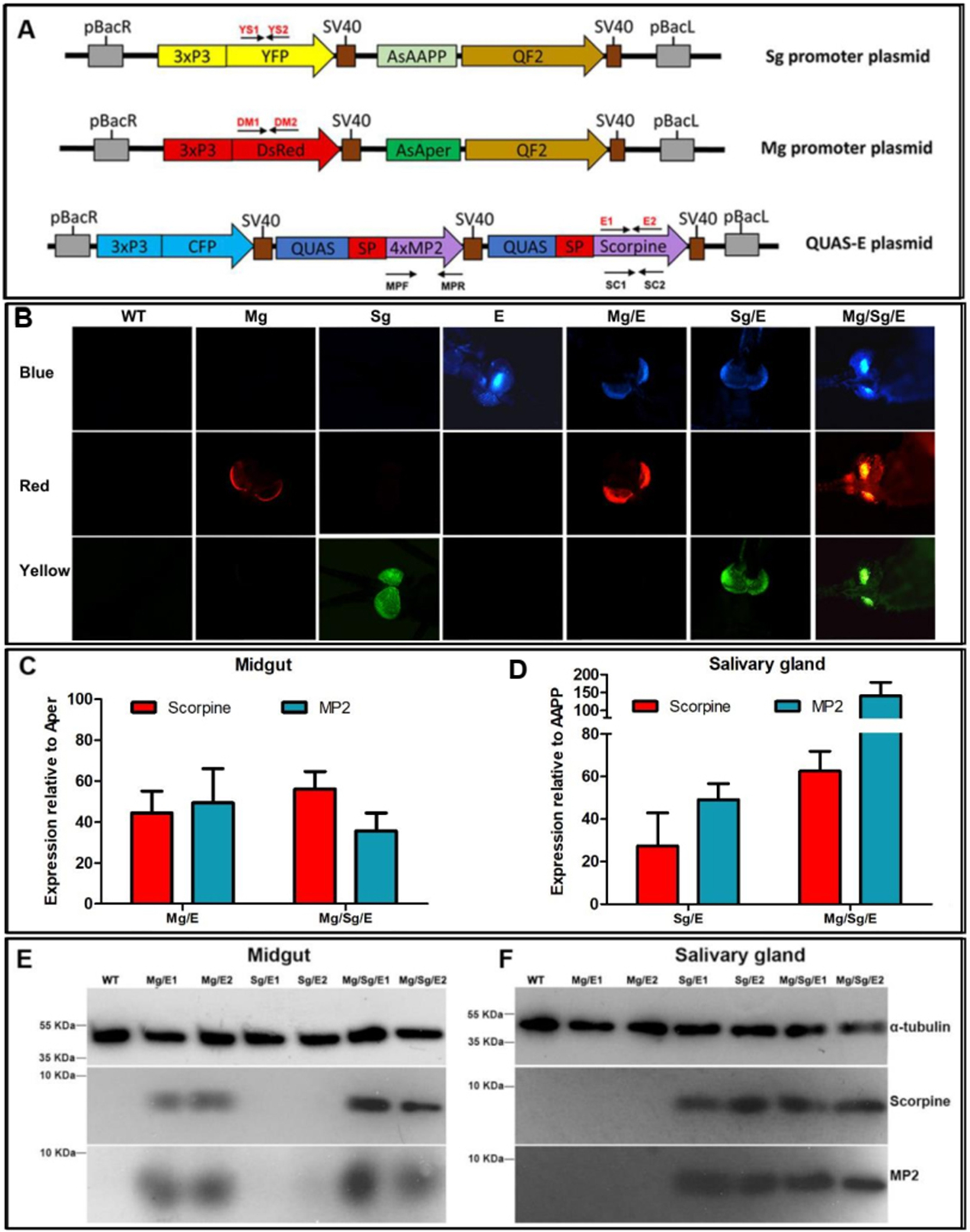 Combining transgenesis with paratransgenesis to fight malaria | eLife Lens