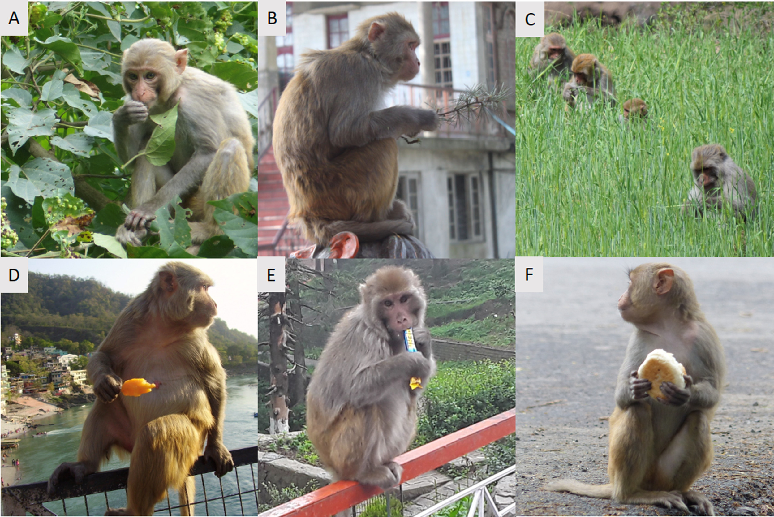 The rhesus macaque as a success story of the Anthropocene | eLife Lens