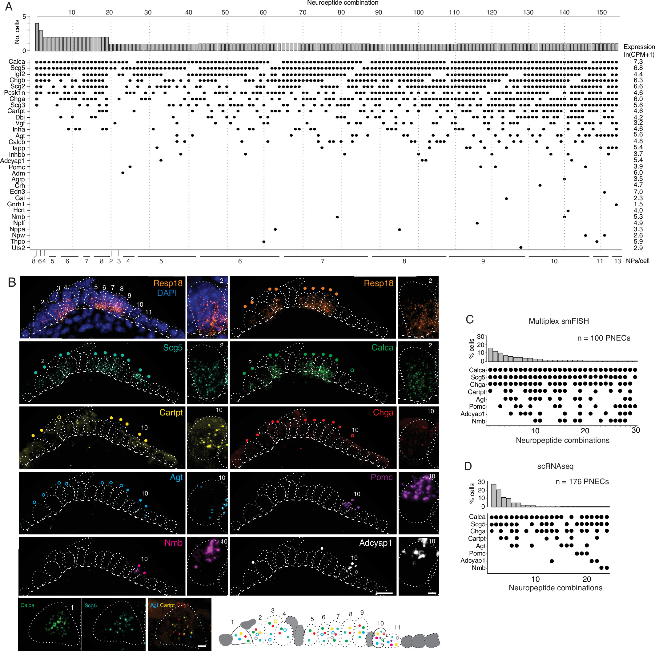Neuroendocrinology of the lung revealed by single-cell RNA sequencing ...