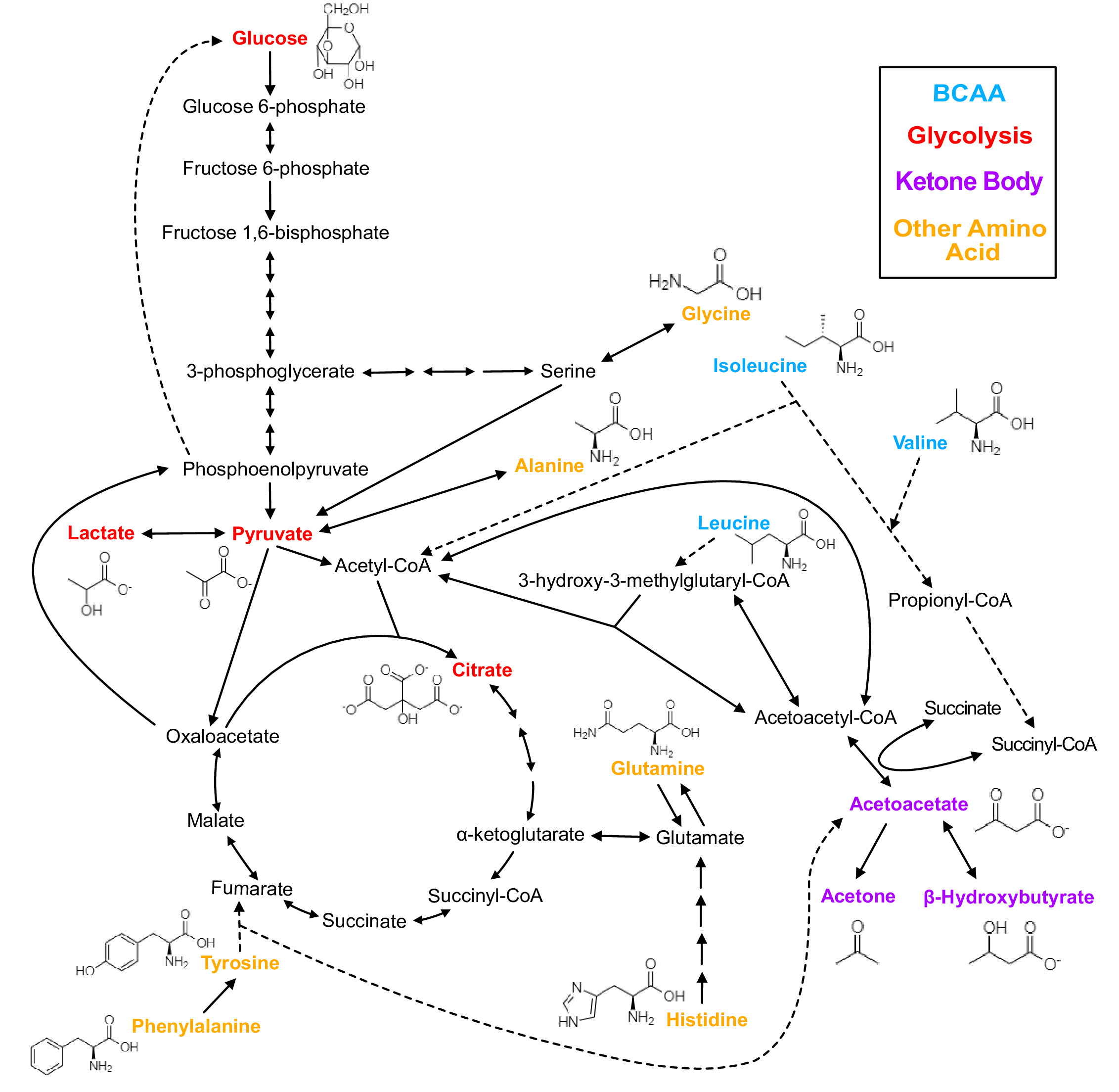Integrative analysis of metabolite GWAS illuminates the molecular basis ...