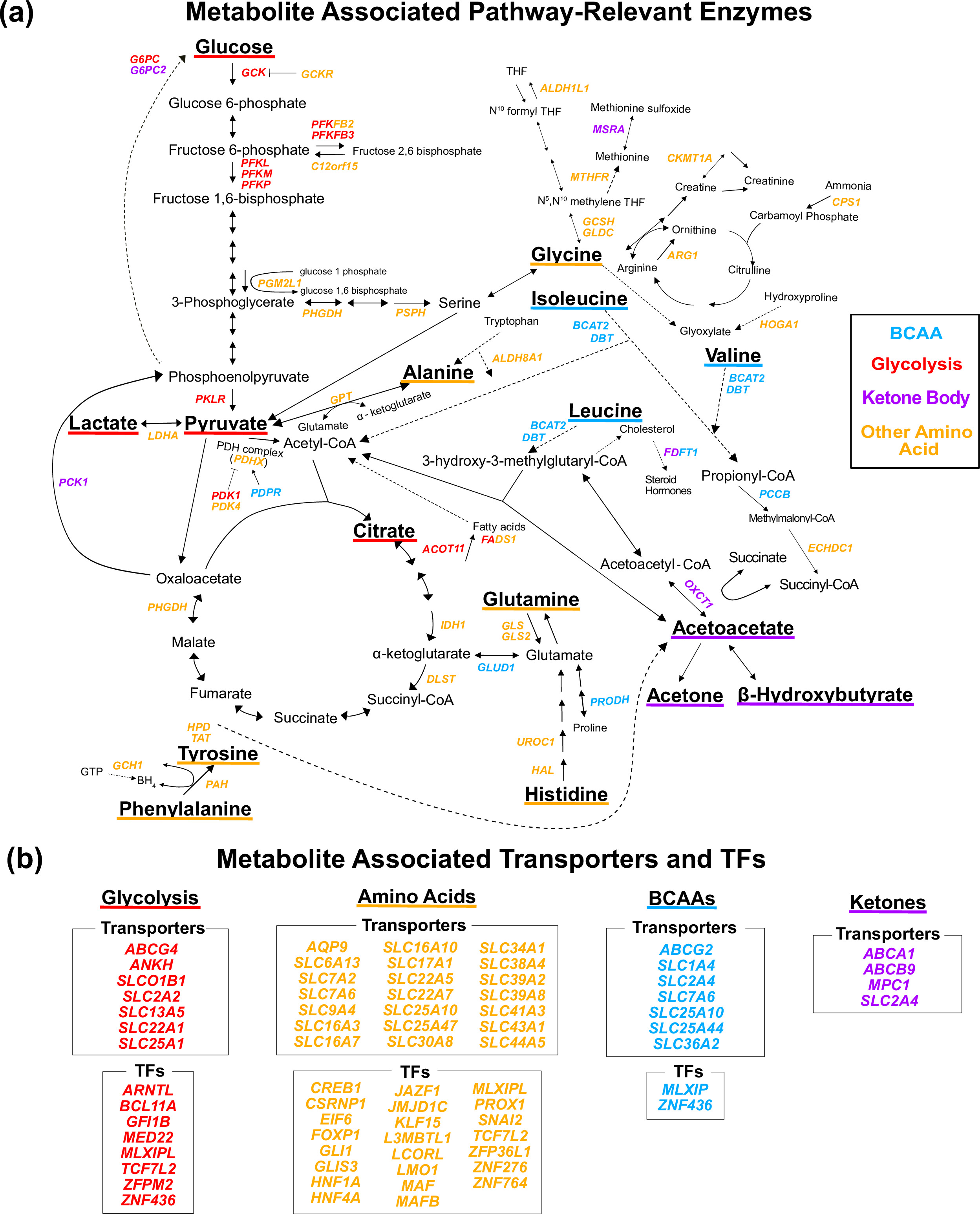 Integrative analysis of metabolite GWAS illuminates the molecular basis ...
