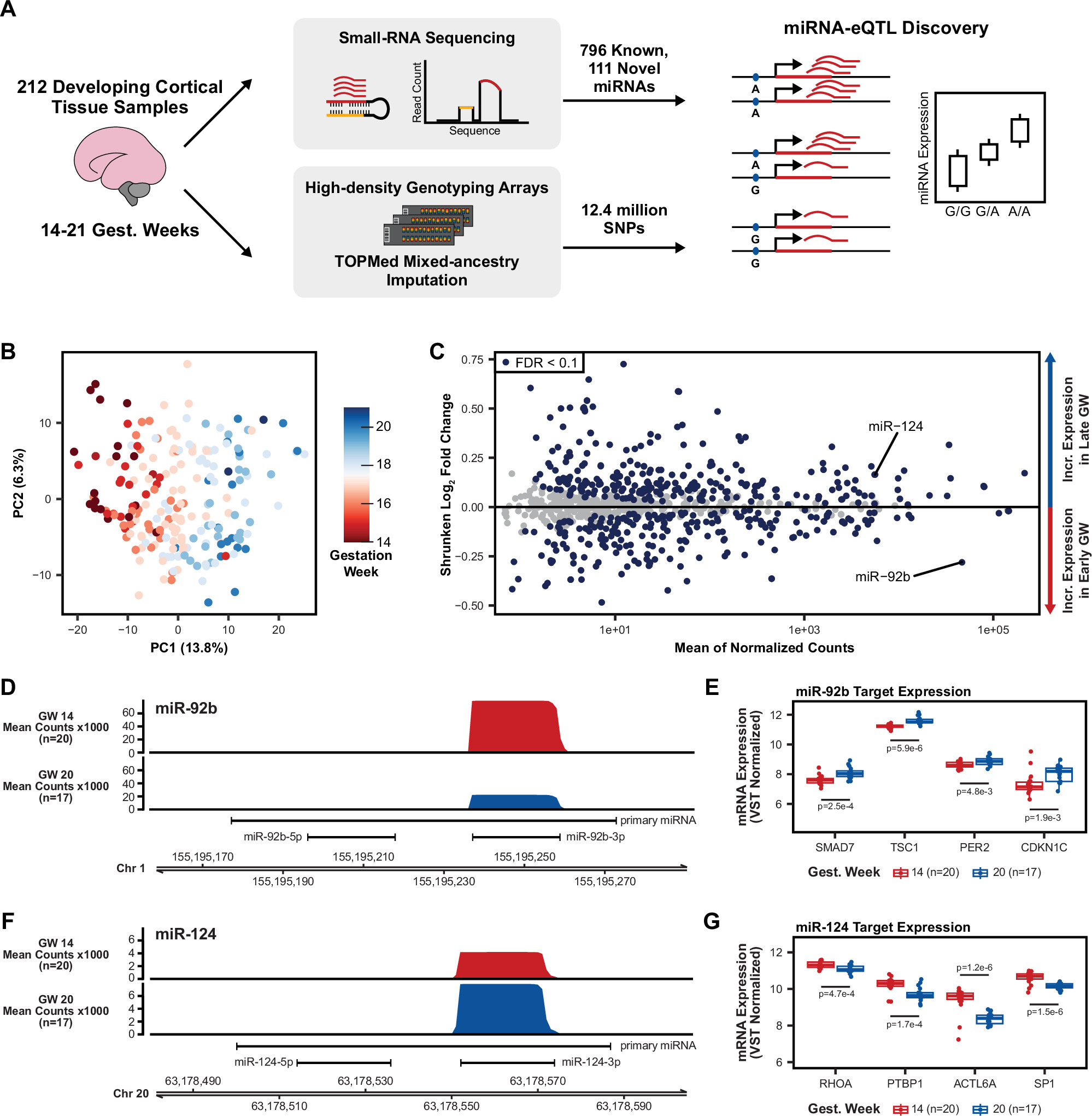 MicroRNA-eQTLs in the developing human neocortex link miR-4707-3p ...