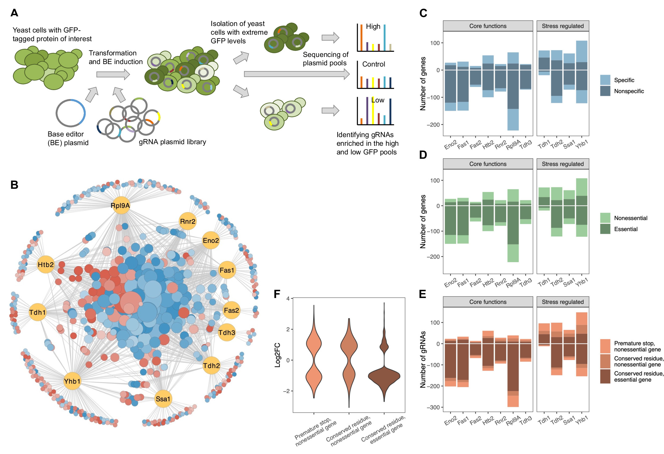 Genome-wide base editor screen identifies regulators of protein ...
