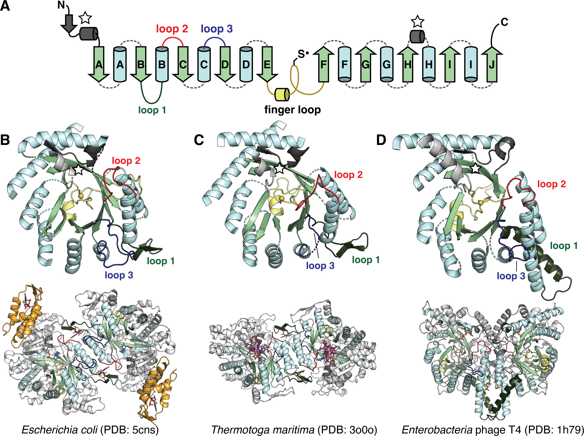 Comprehensive phylogenetic analysis of the ribonucleotide reductase ...