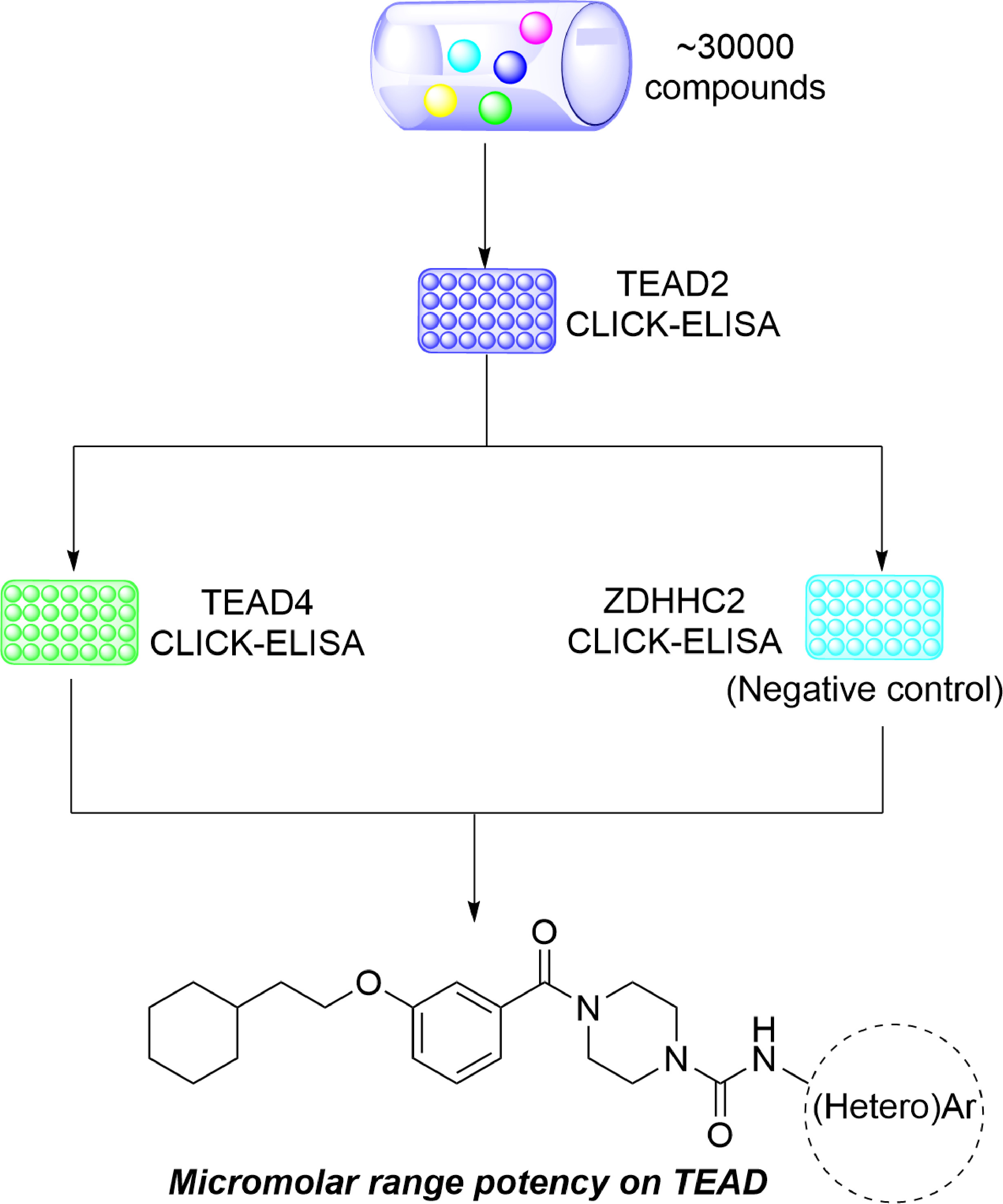Discovery of a new class of reversible TEA domain transcription factor ...