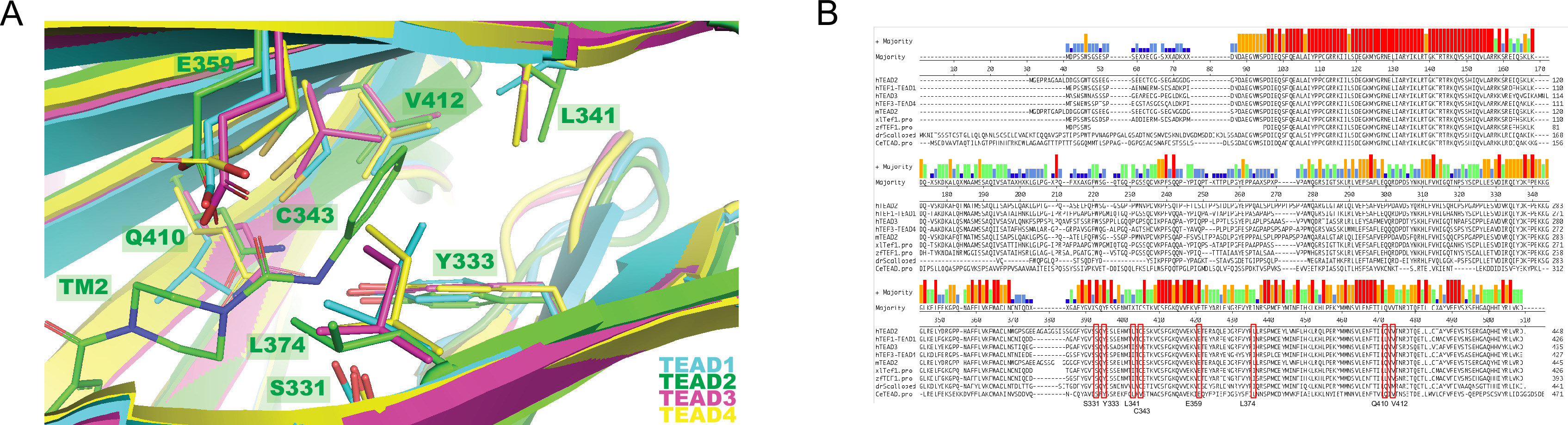 Discovery of a new class of reversible TEA domain transcription factor ...