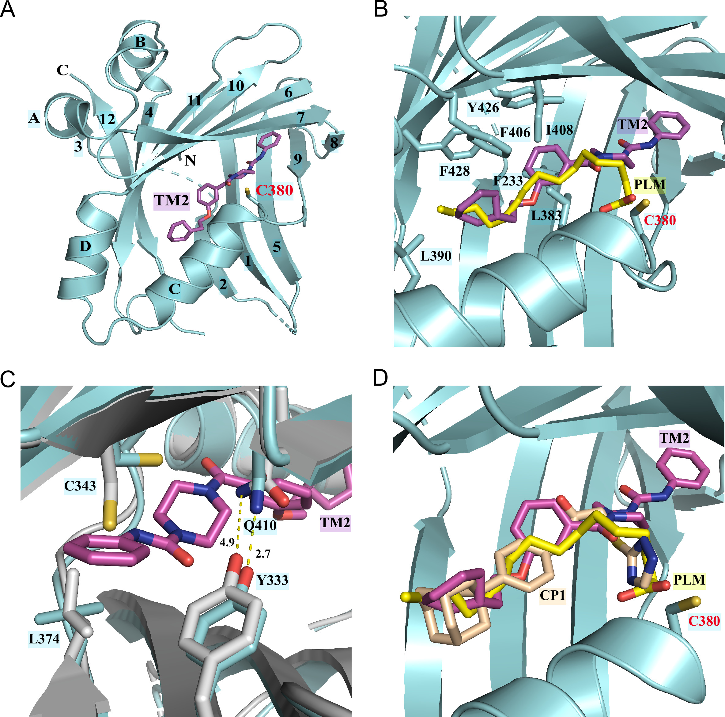 Discovery of a new class of reversible TEA domain transcription factor ...