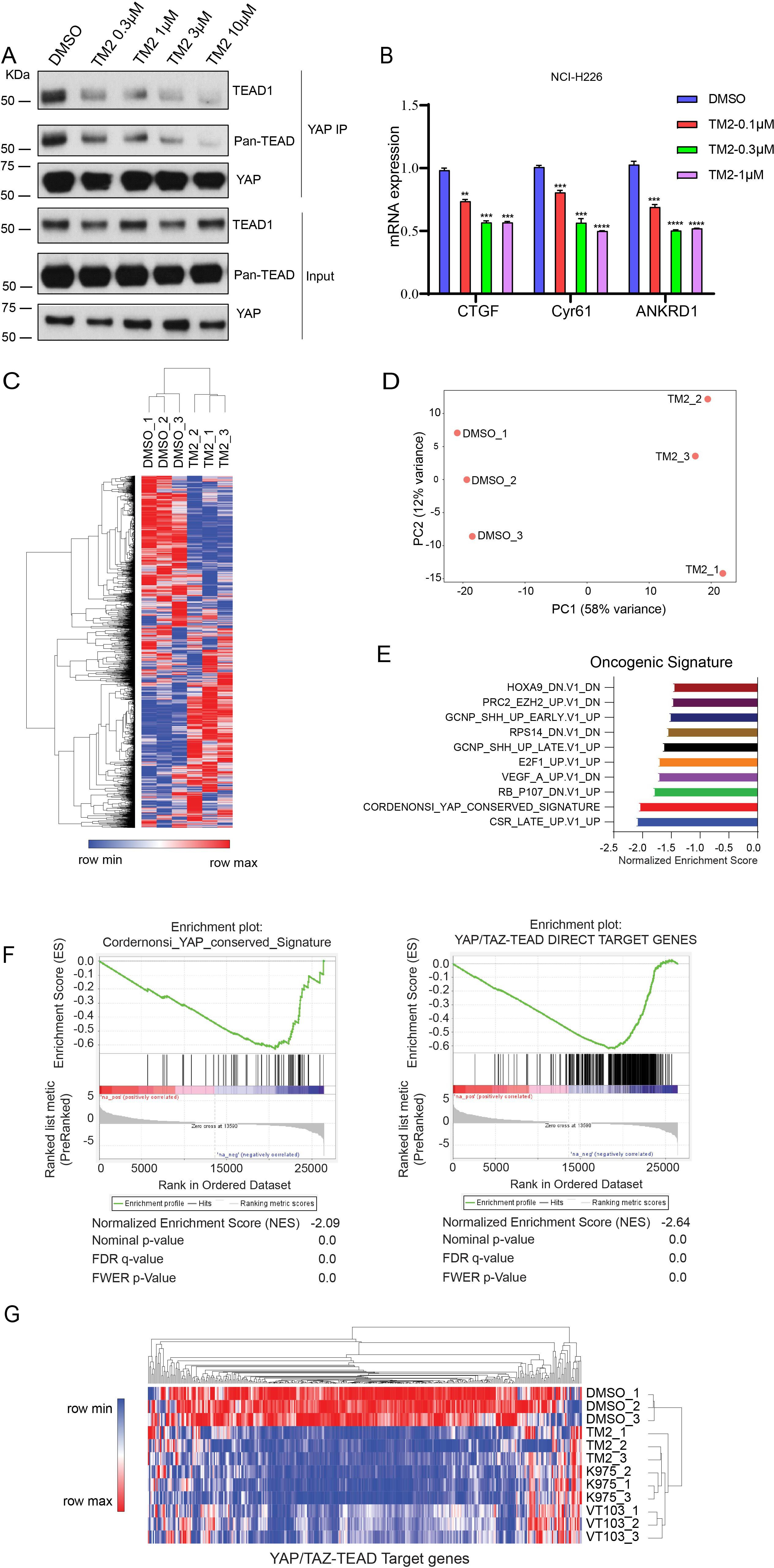 Discovery of a new class of reversible TEA domain transcription factor ...