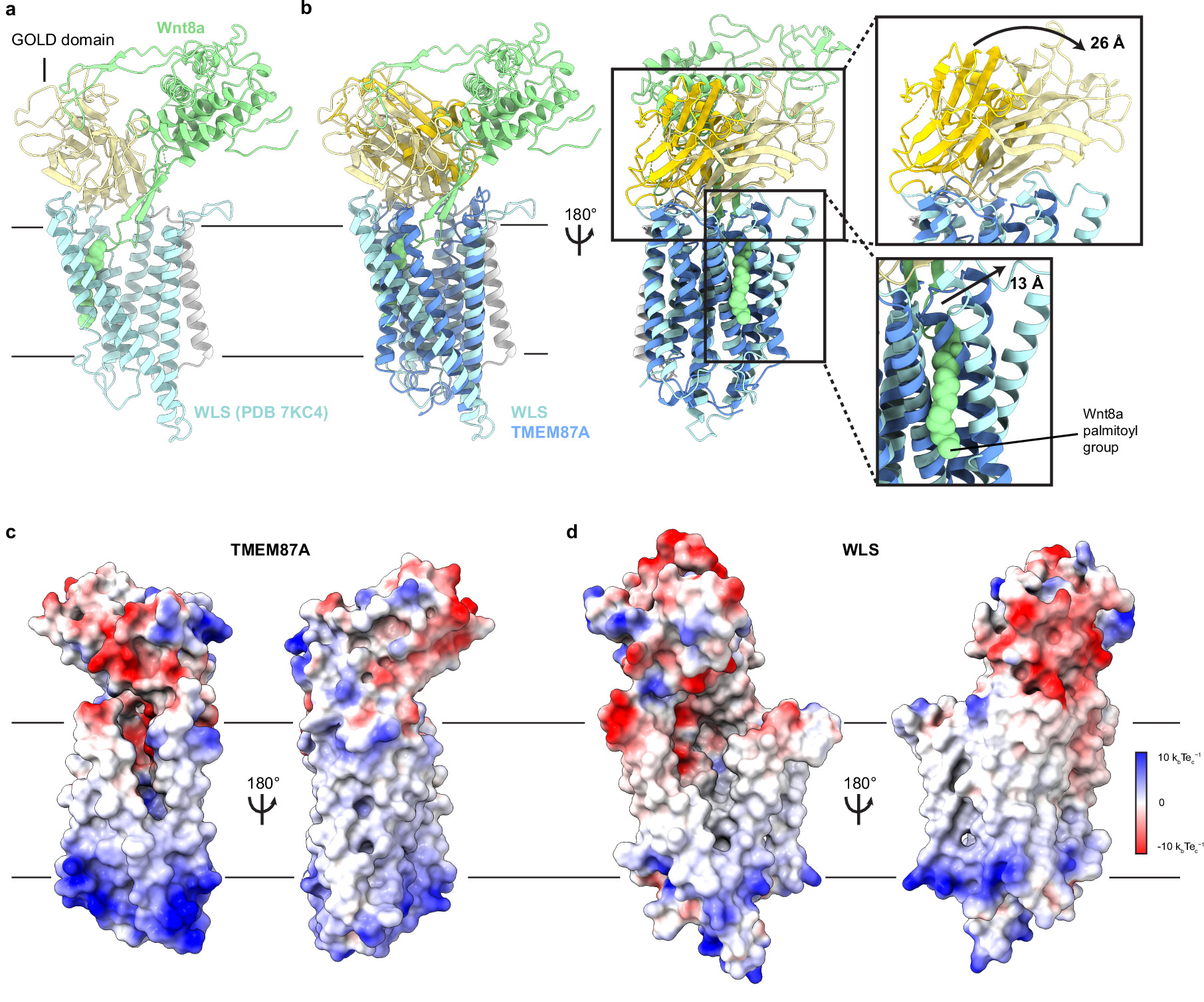 Structure of the GOLD-domain seven-transmembrane helix protein family ...