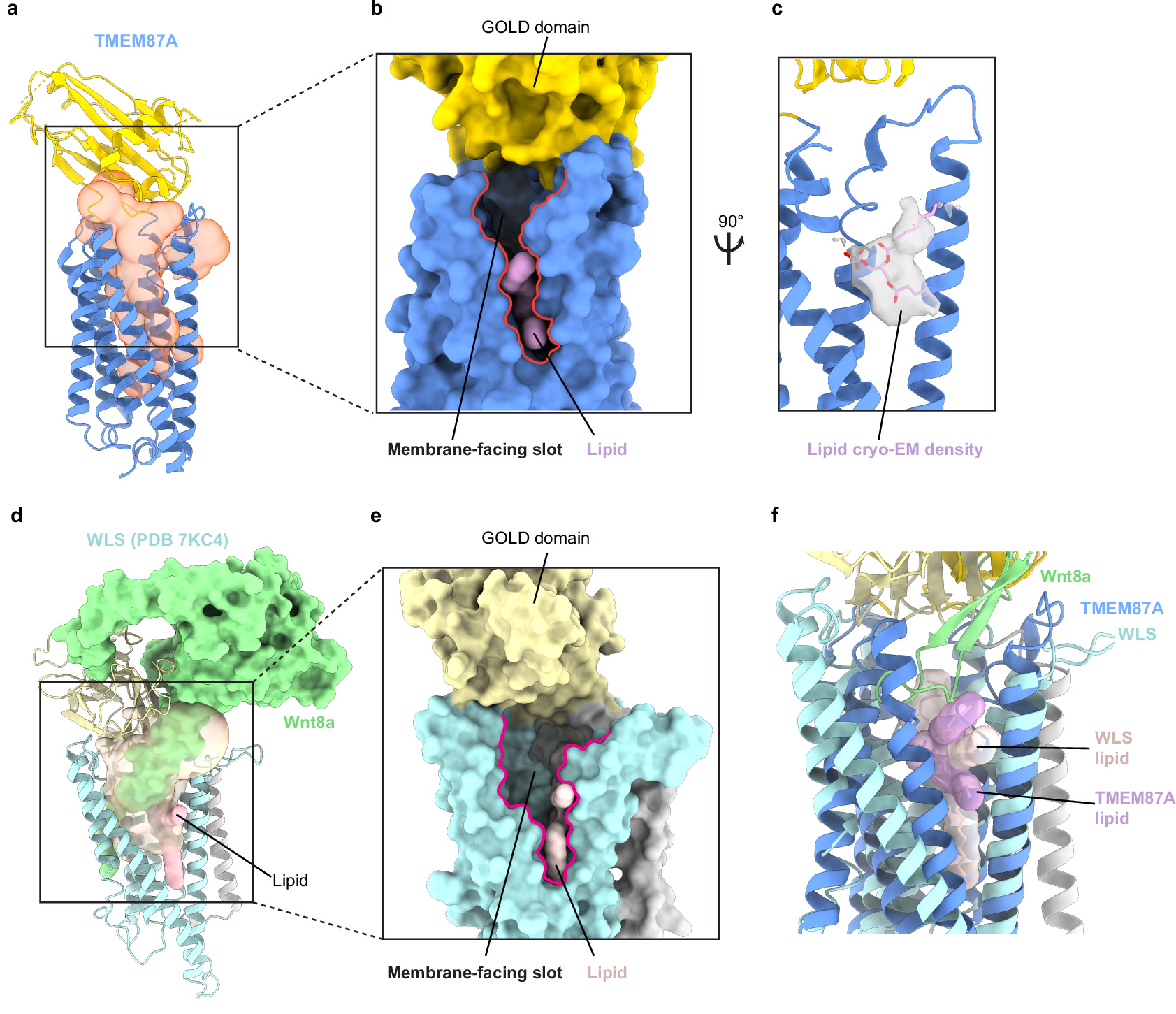 Structure of the GOLD-domain seven-transmembrane helix protein family ...