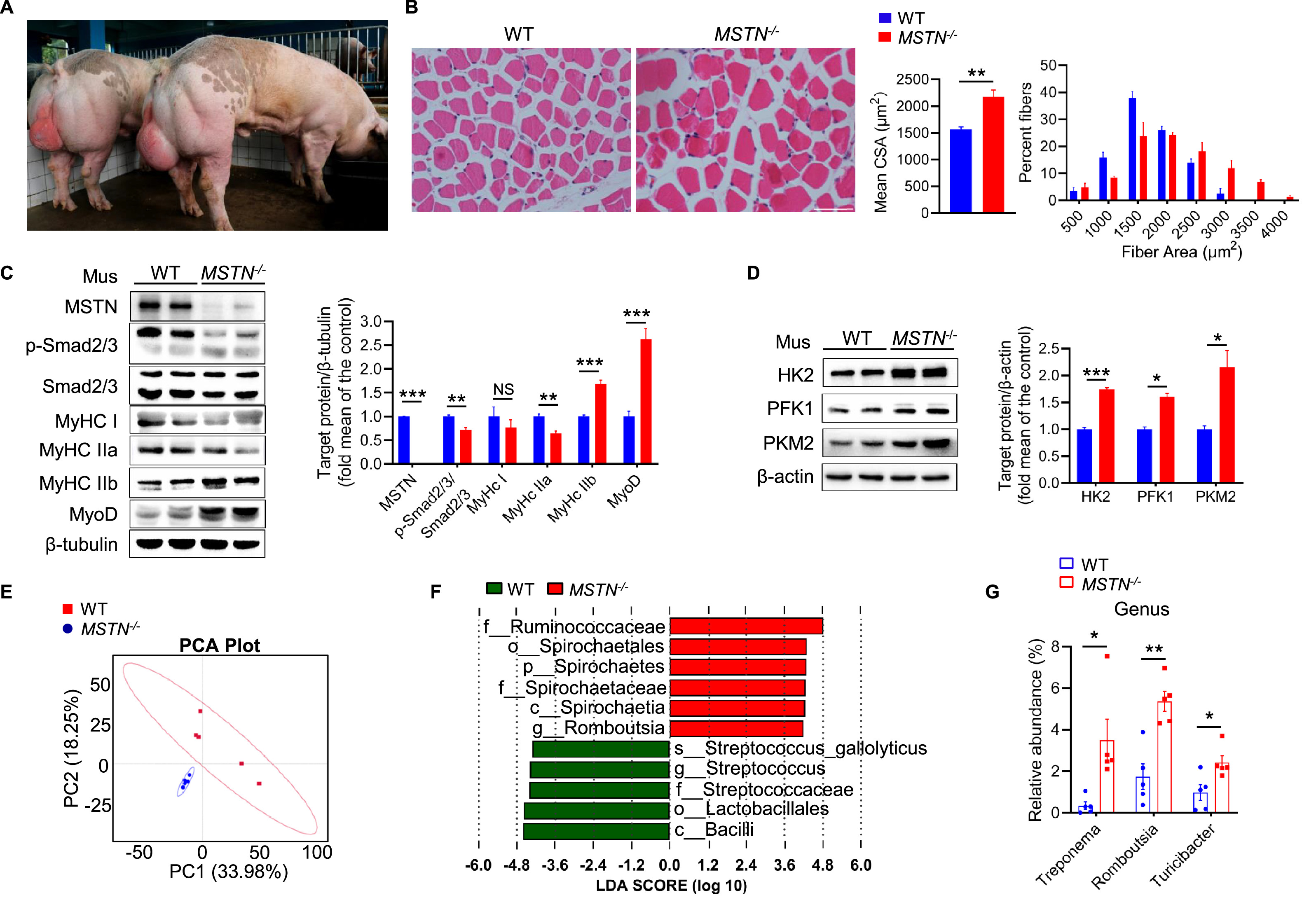 Fecal transplant from myostatin deletion pigs positively impacts the ...
