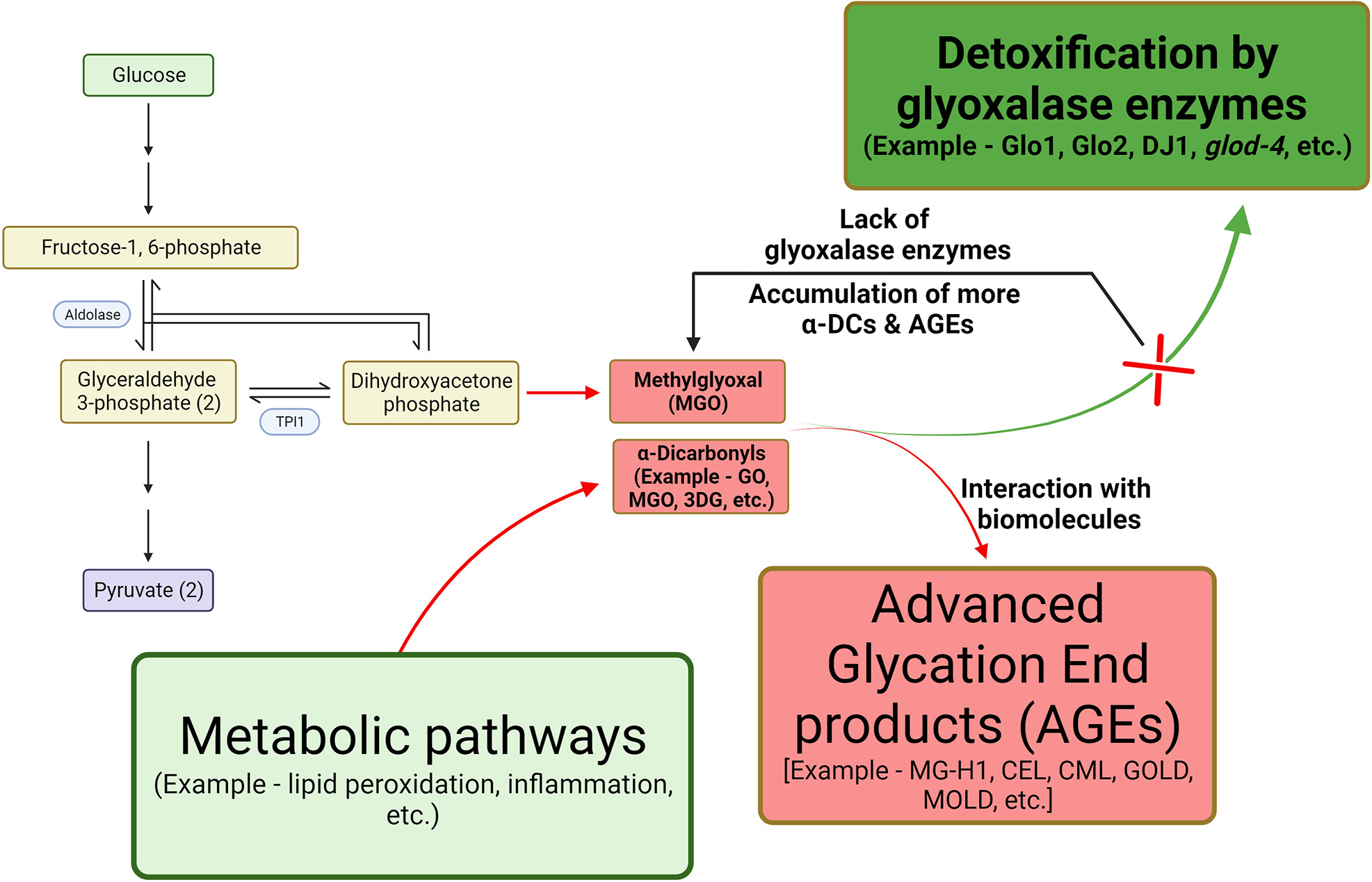 Methylglyoxal-derived hydroimidazolone, MG-H1, increases food intake by ...