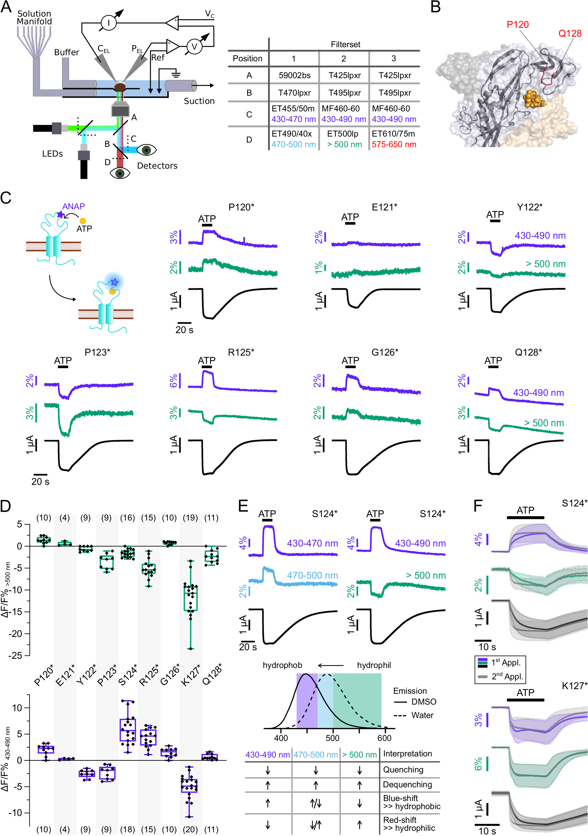 Improved ANAP incorporation and VCF analysis reveal details of P2X7 ...