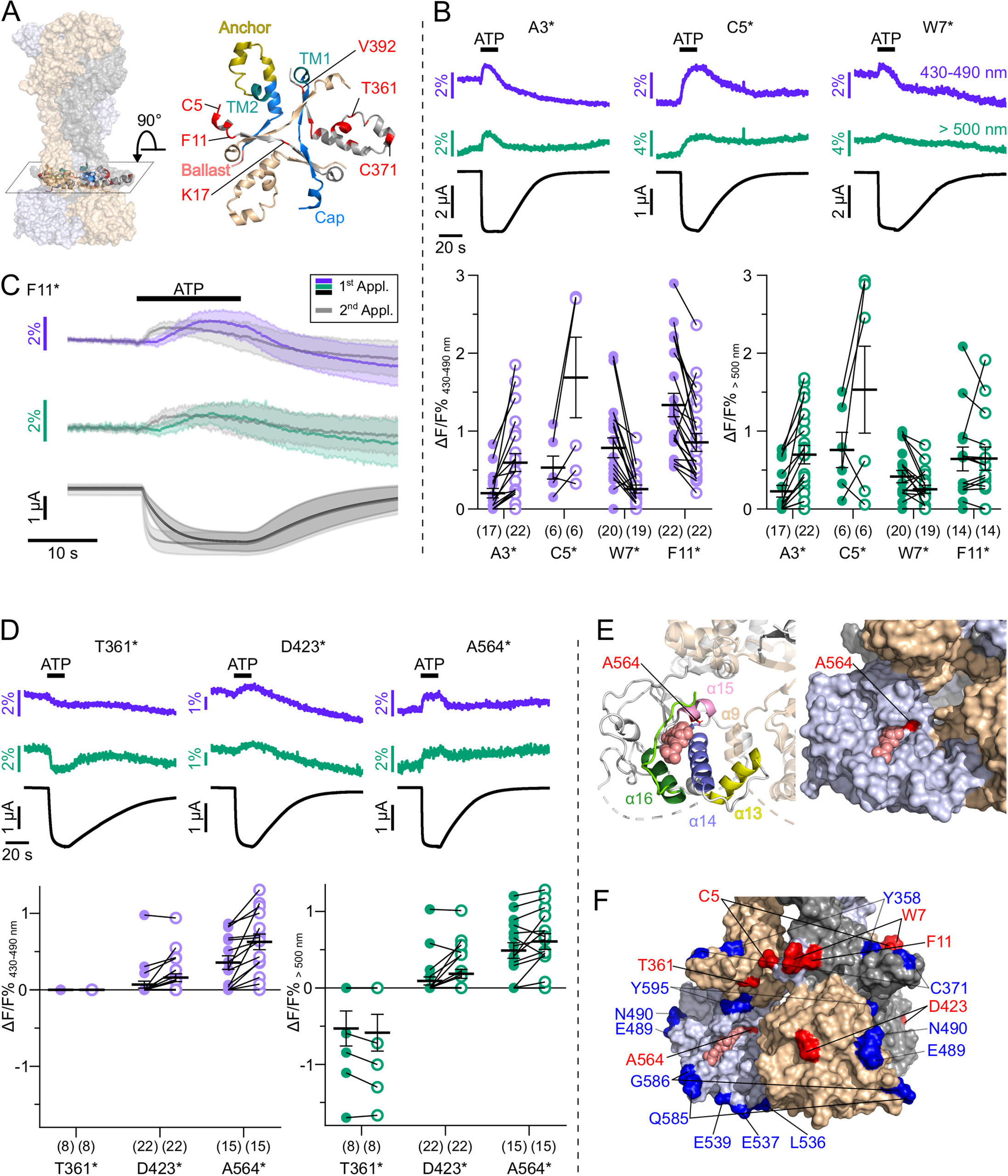 Improved ANAP incorporation and VCF analysis reveal details of P2X7 ...