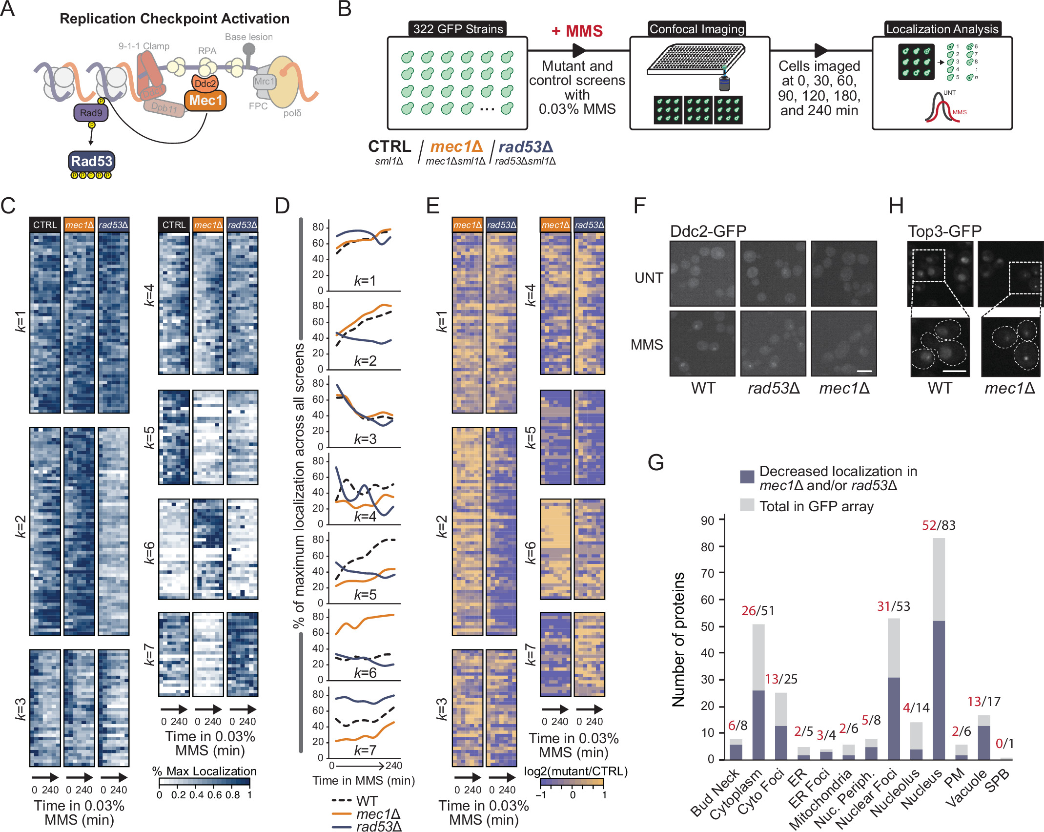 Mec1-independent activation of the Rad53 checkpoint kinase revealed by ...
