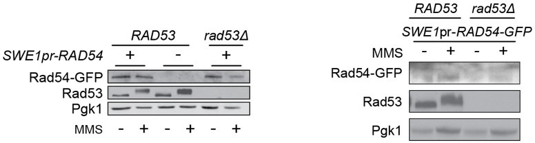 Mec1-independent activation of the Rad53 checkpoint kinase revealed by ...